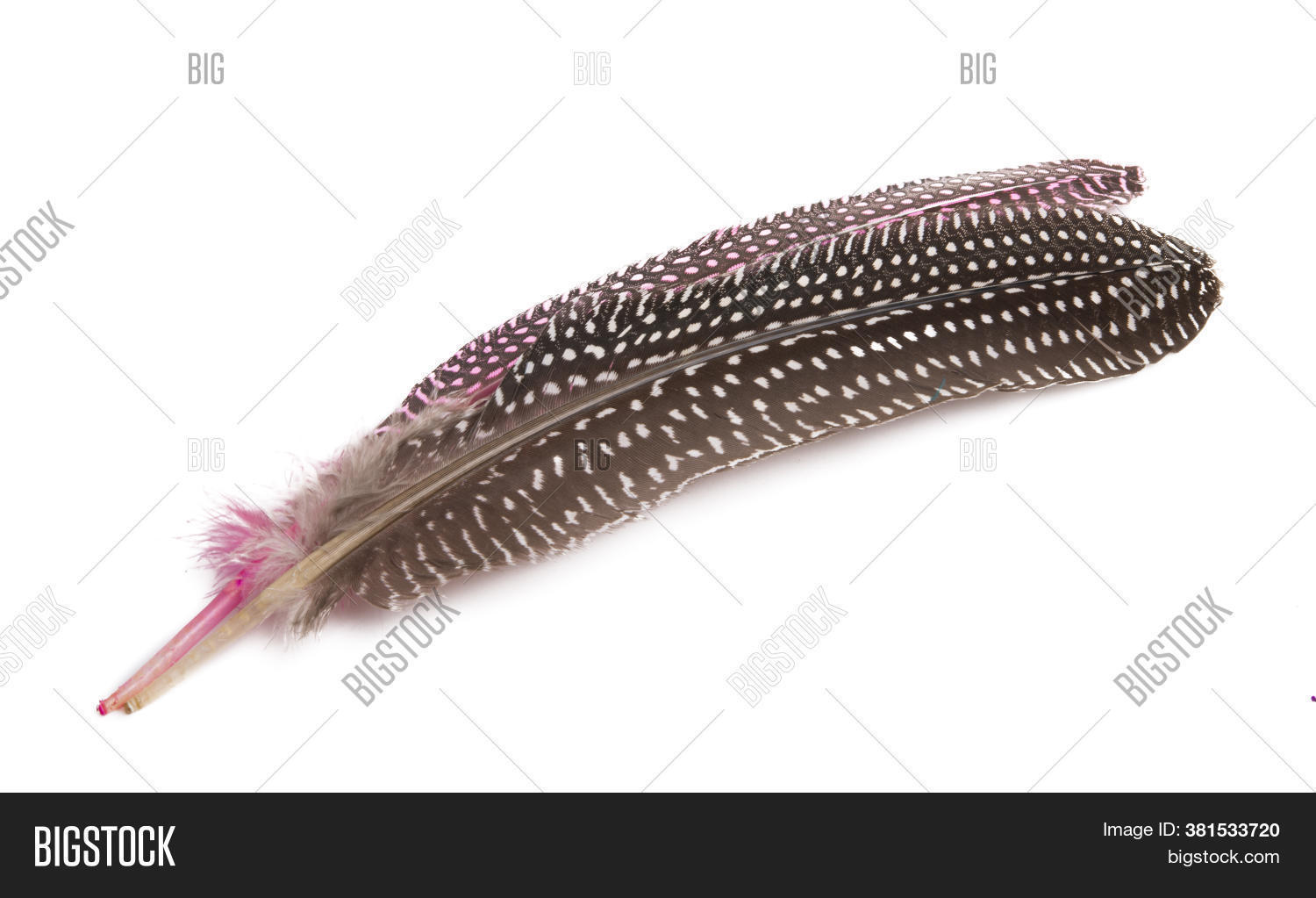 Pheasant Feather Image & Photo (Free Trial) | Bigstock