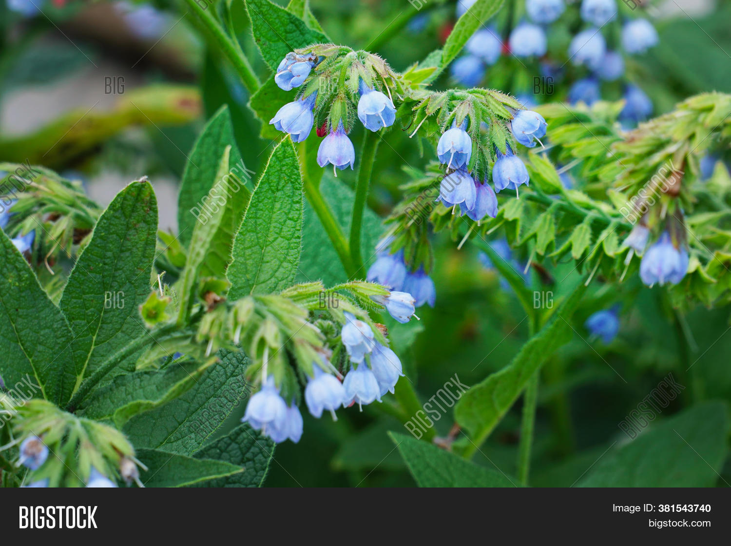 Small Blue Flower Image & Photo (Free Trial) | Bigstock