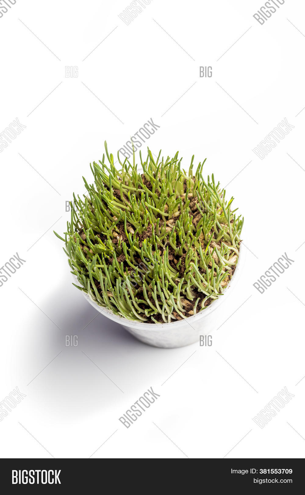 Sprouts, Sprouted Rye Image & Photo (Free Trial) | Bigstock