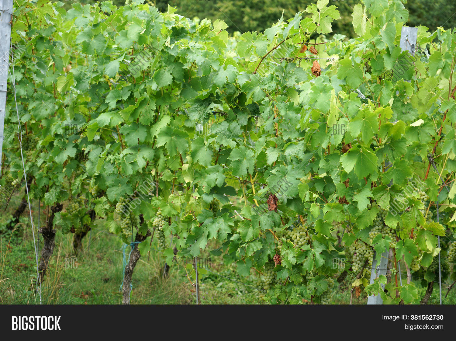 Grapes Fruit Stands Image & Photo (Free Trial) | Bigstock
