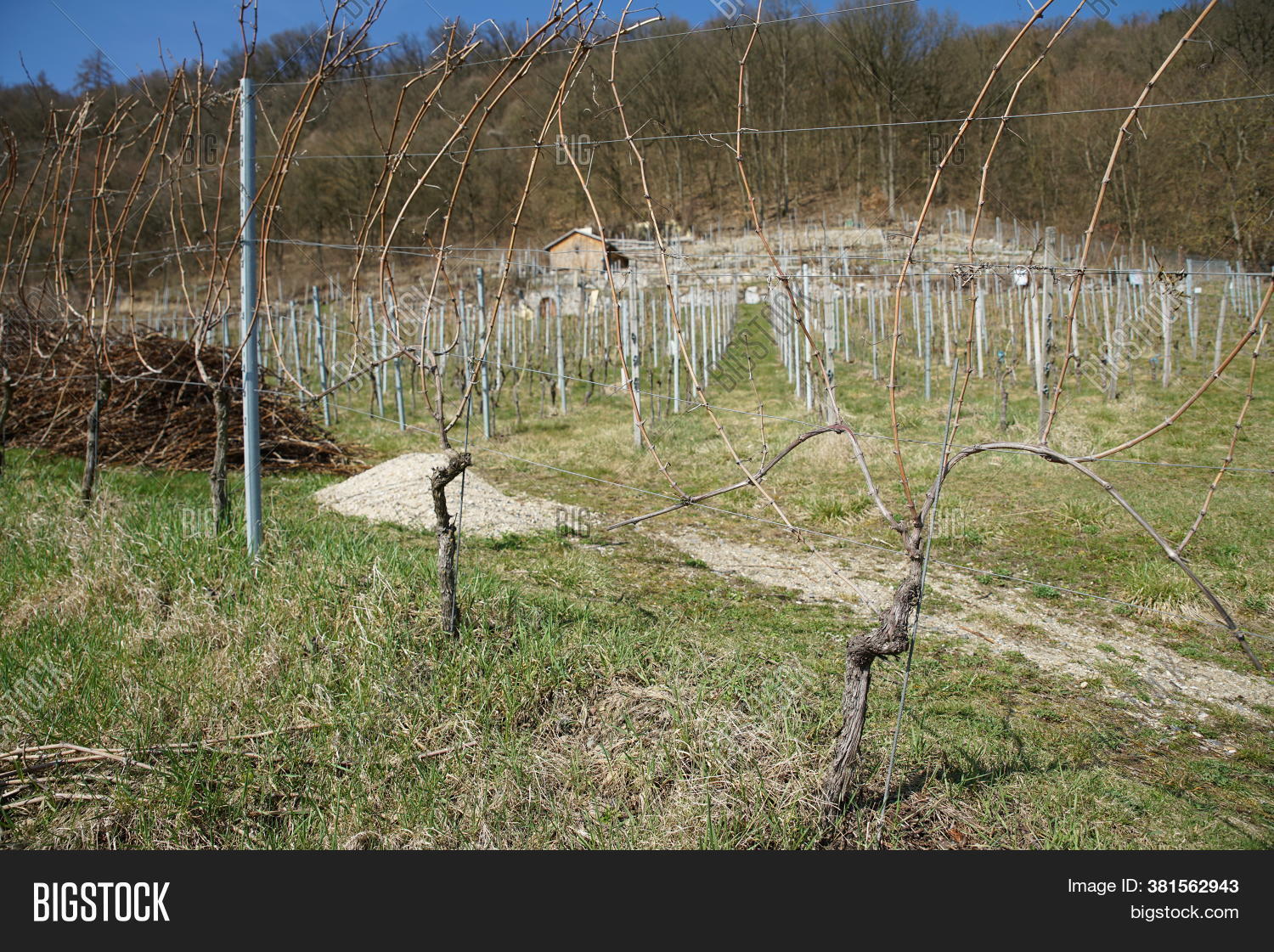 Grapes Fruit Stands Image & Photo (Free Trial) | Bigstock
