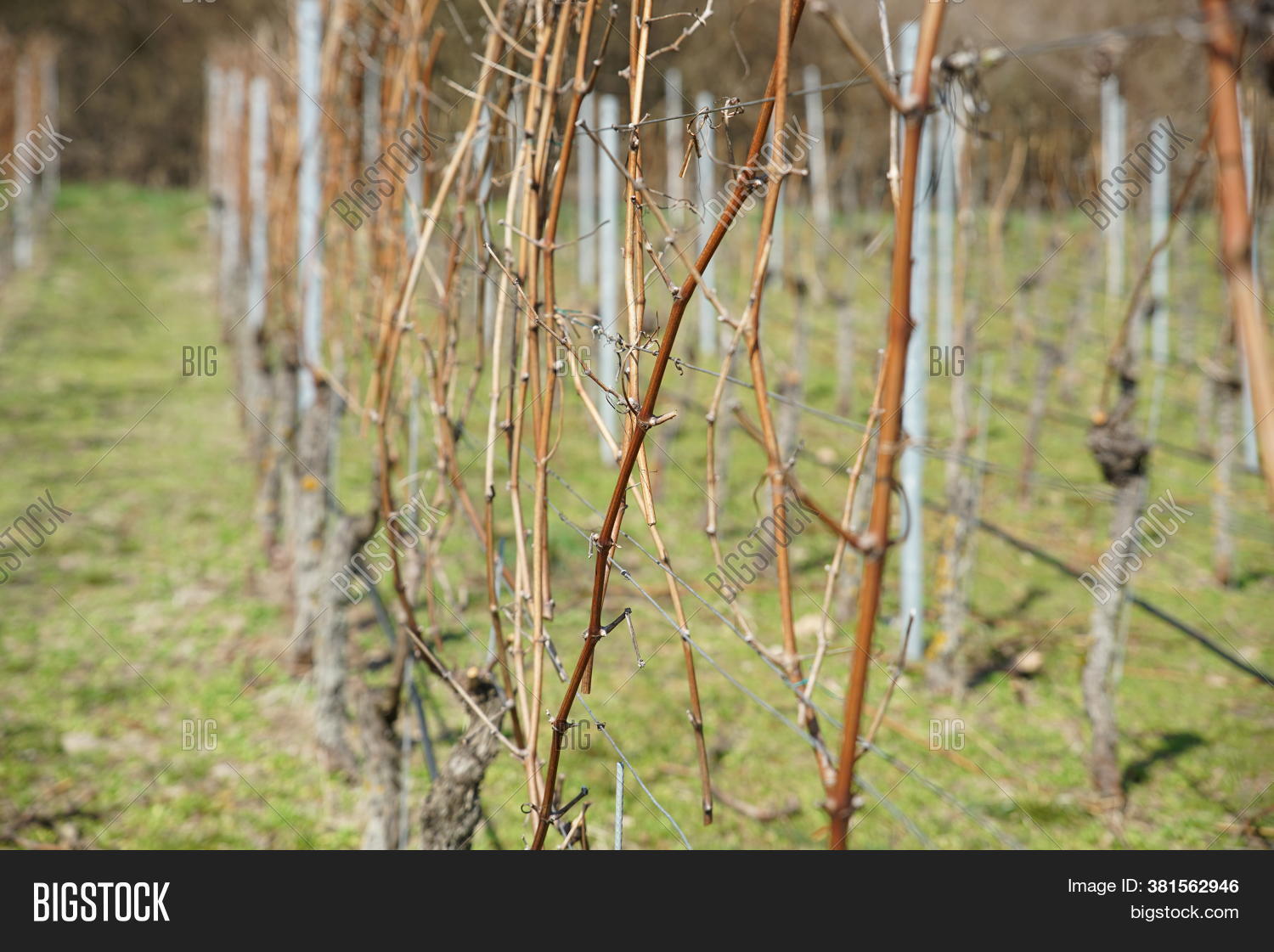 Grapes Fruit Stands Image & Photo (Free Trial) | Bigstock