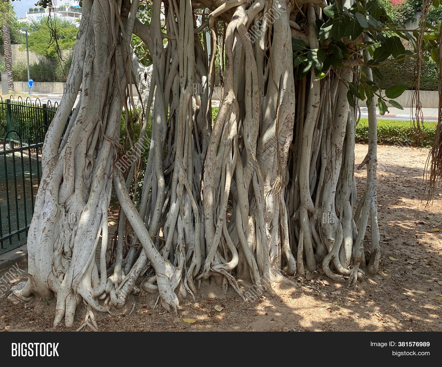 Ficus Benghalensis Image & Photo (Free Trial) | Bigstock