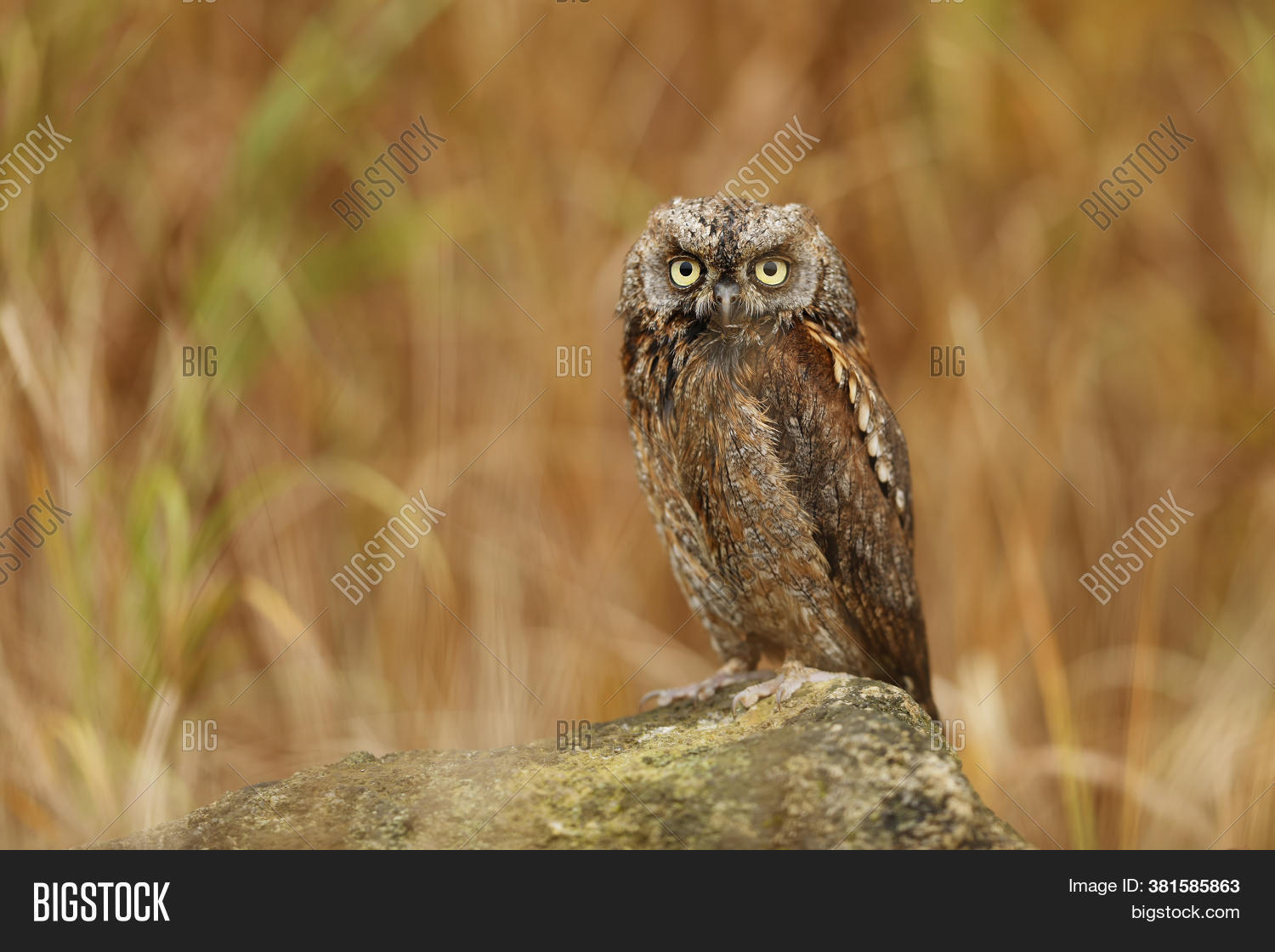 Eurasian Scops Owl. Image & Photo (Free Trial) | Bigstock