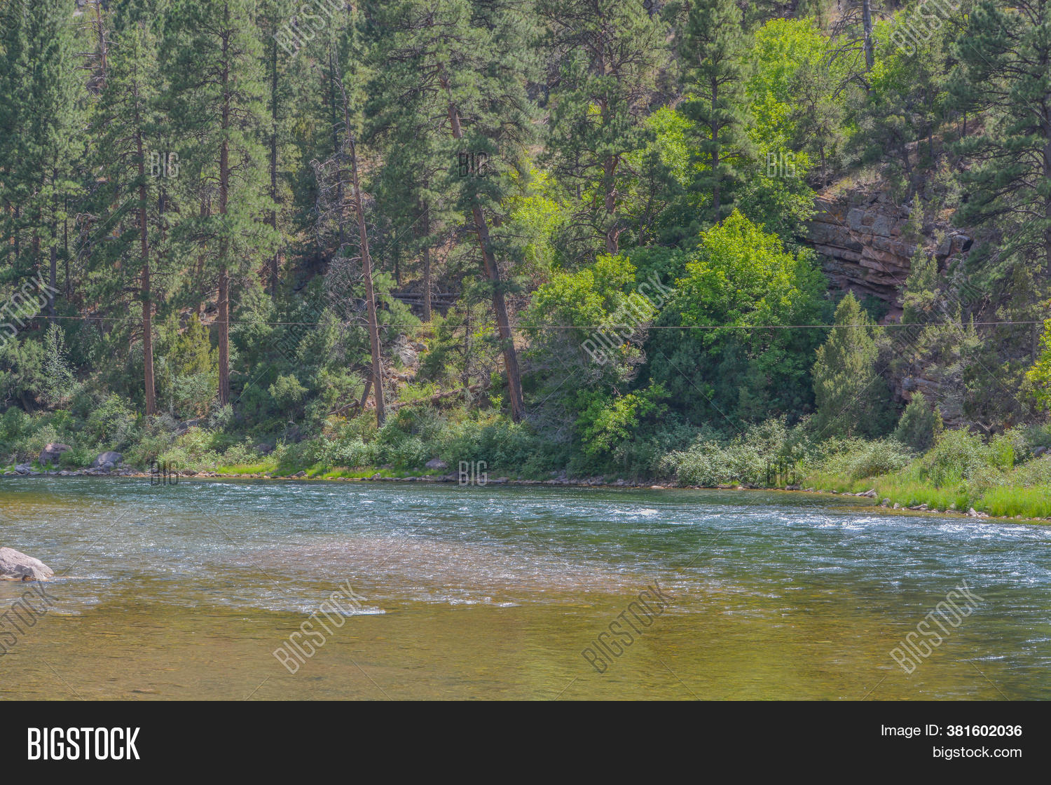 Gorgeous Red Rook Image & Photo (Free Trial) | Bigstock