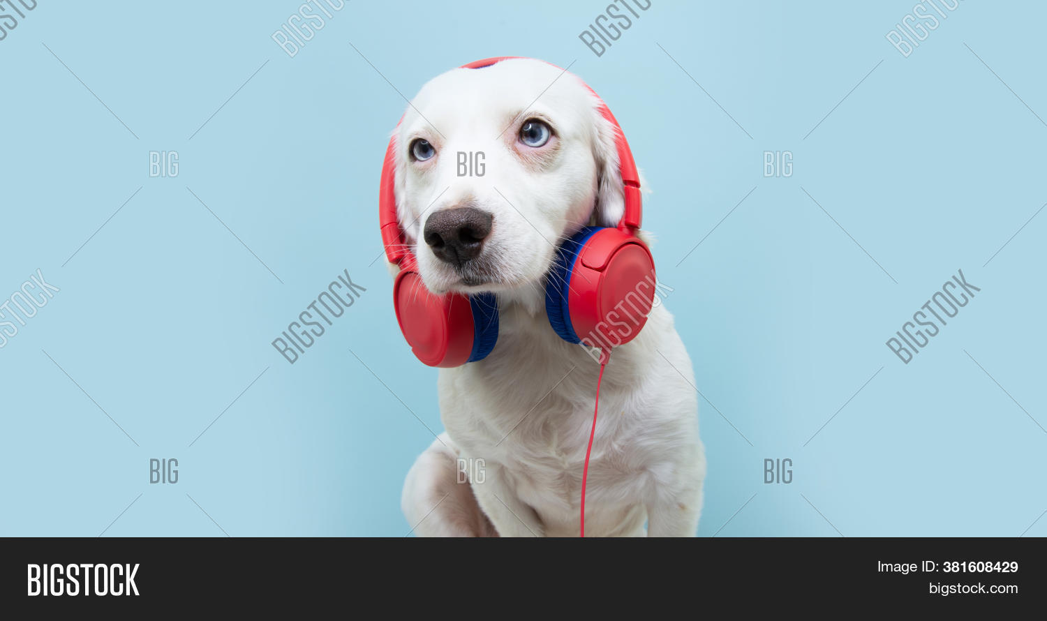 Dog Headphones, Blue Image & Photo (Free Trial) | Bigstock