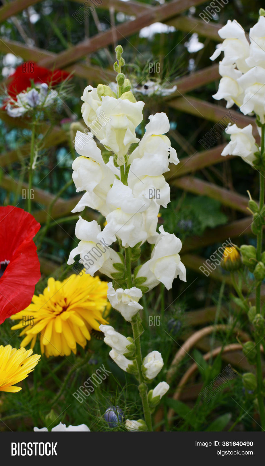 White Snapdragon Image & Photo (Free Trial) | Bigstock