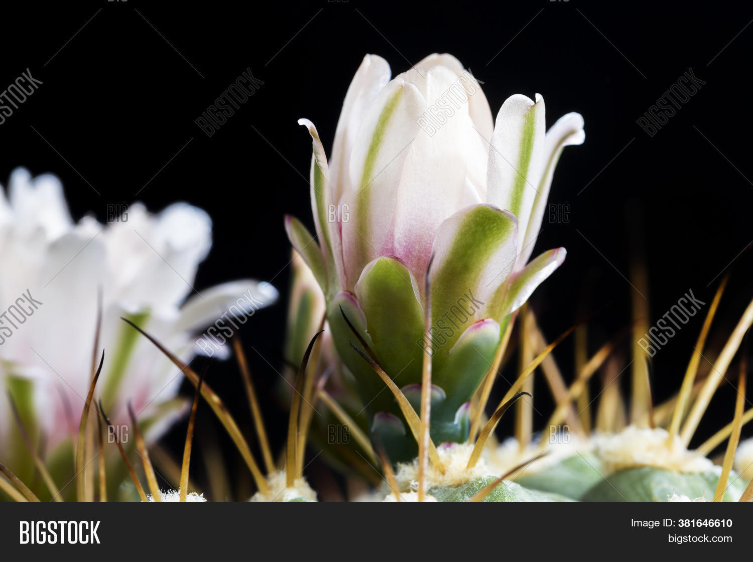 White Cactus Flowers Image & Photo (Free Trial) | Bigstock