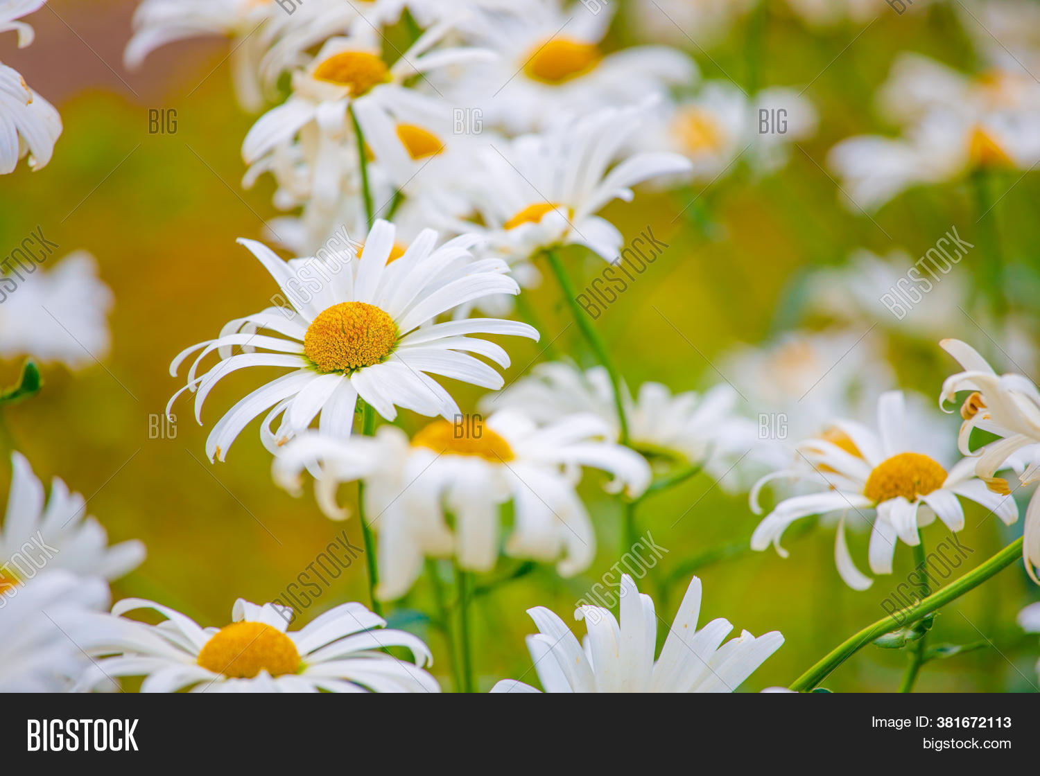 Beautiful Daisies Image & Photo (Free Trial) | Bigstock