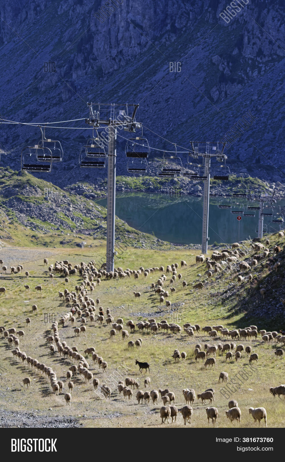 Herd Sheep Under Ski Image & Photo (Free Trial) | Bigstock