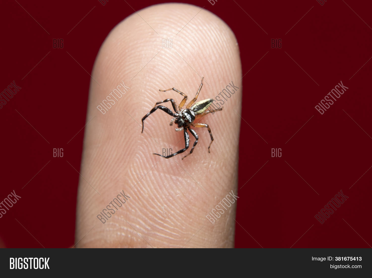 Beautiful Jumping Image & Photo (Free Trial) | Bigstock