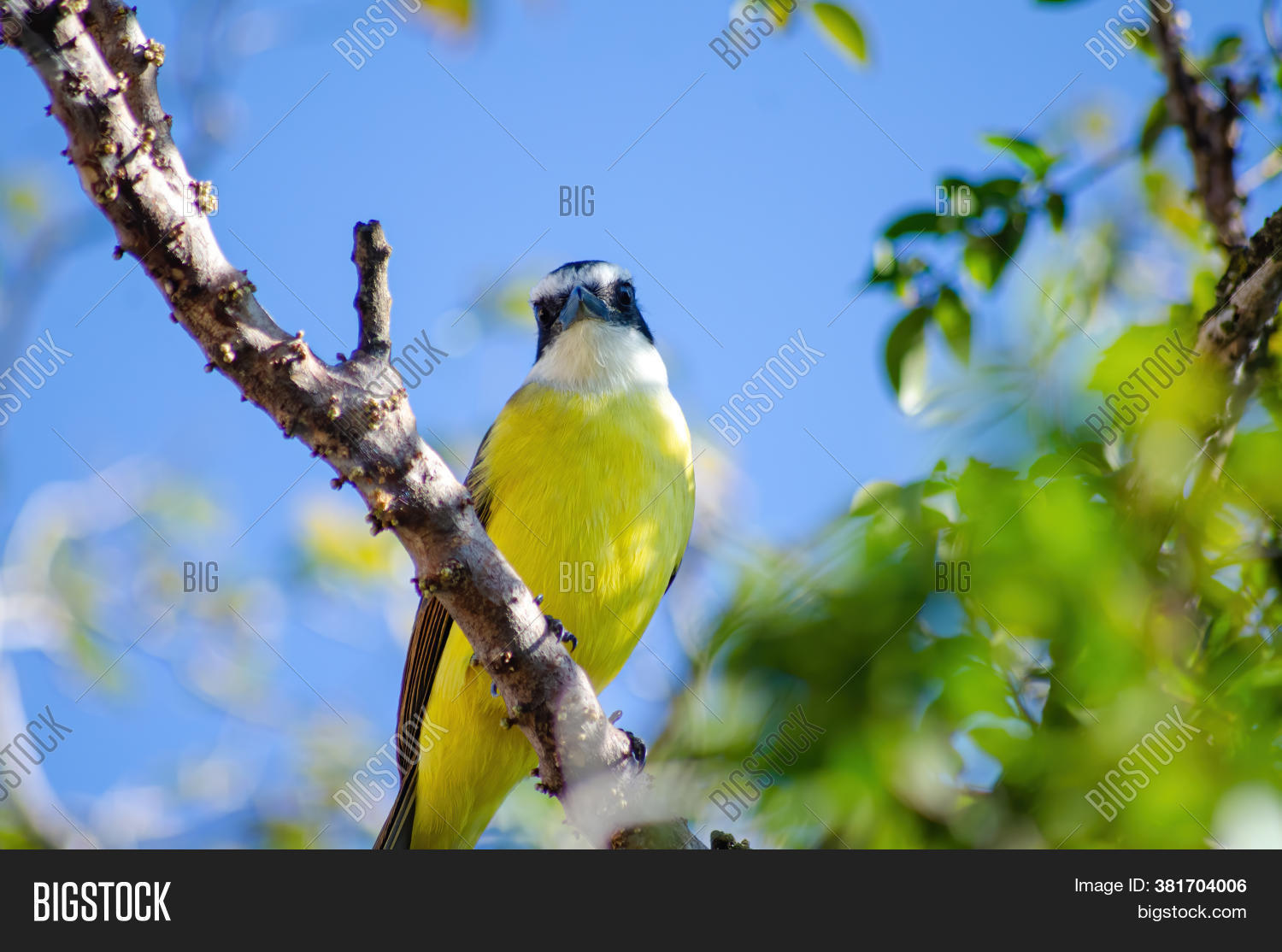 Bird "bem-te-vi" Image & Photo (Free Trial) | Bigstock