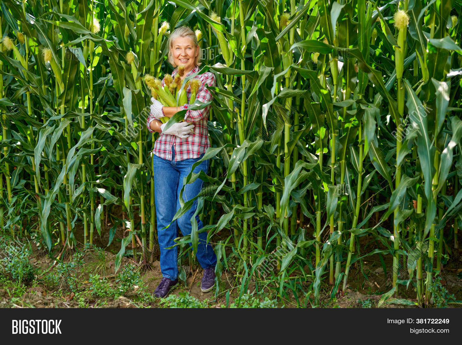 Woman Farmer Crop Corn Image & Photo (Free Trial) | Bigstock