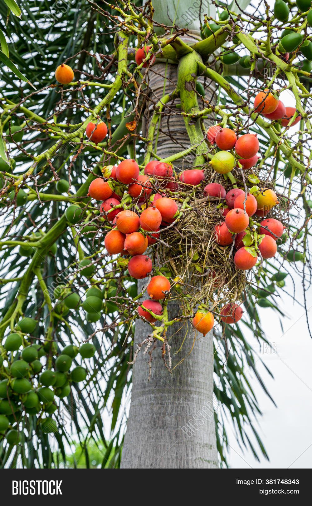 Areca Catechu (areca Image & Photo (Free Trial) | Bigstock