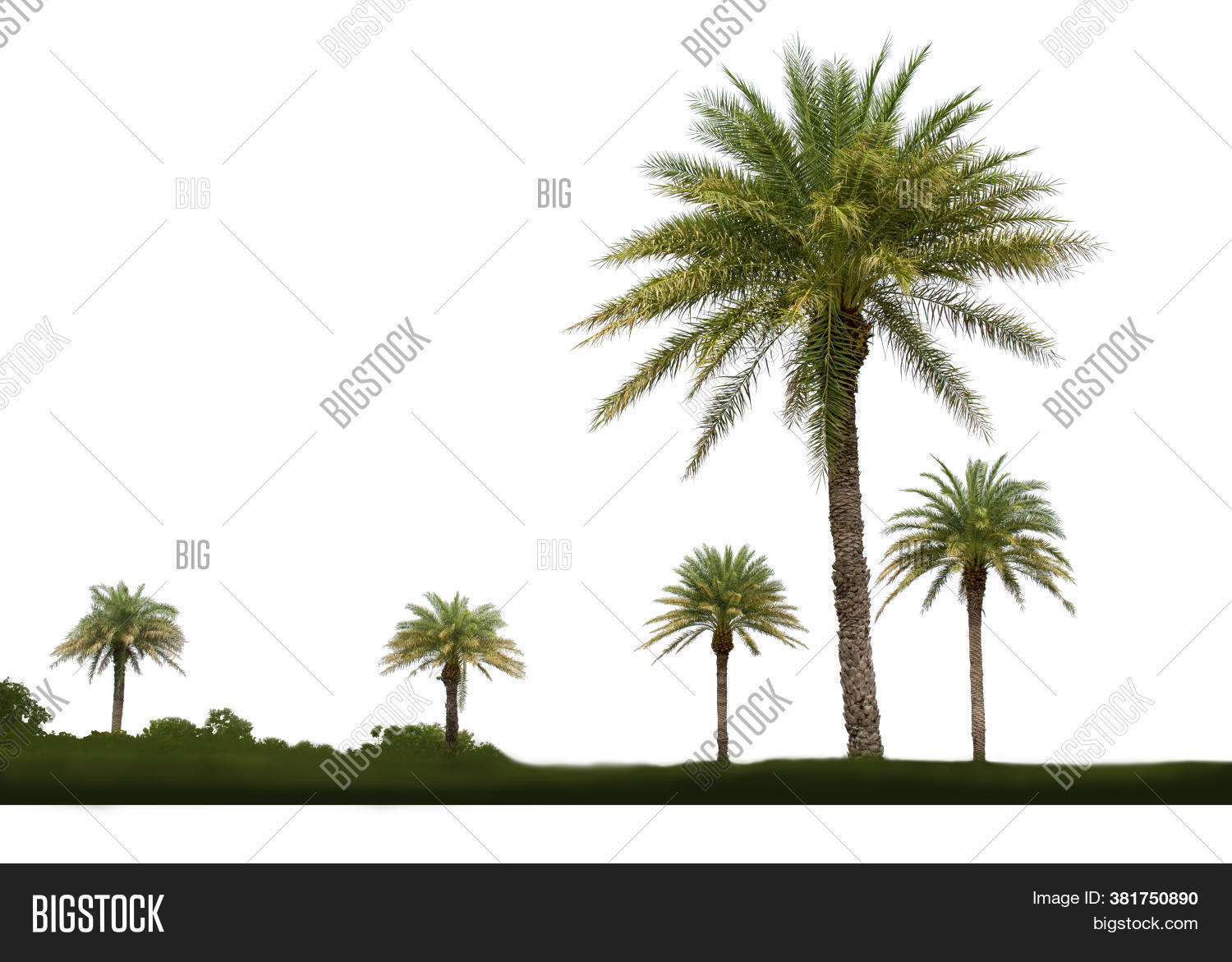 Palm Tree Isolated On Image & Photo (Free Trial) | Bigstock