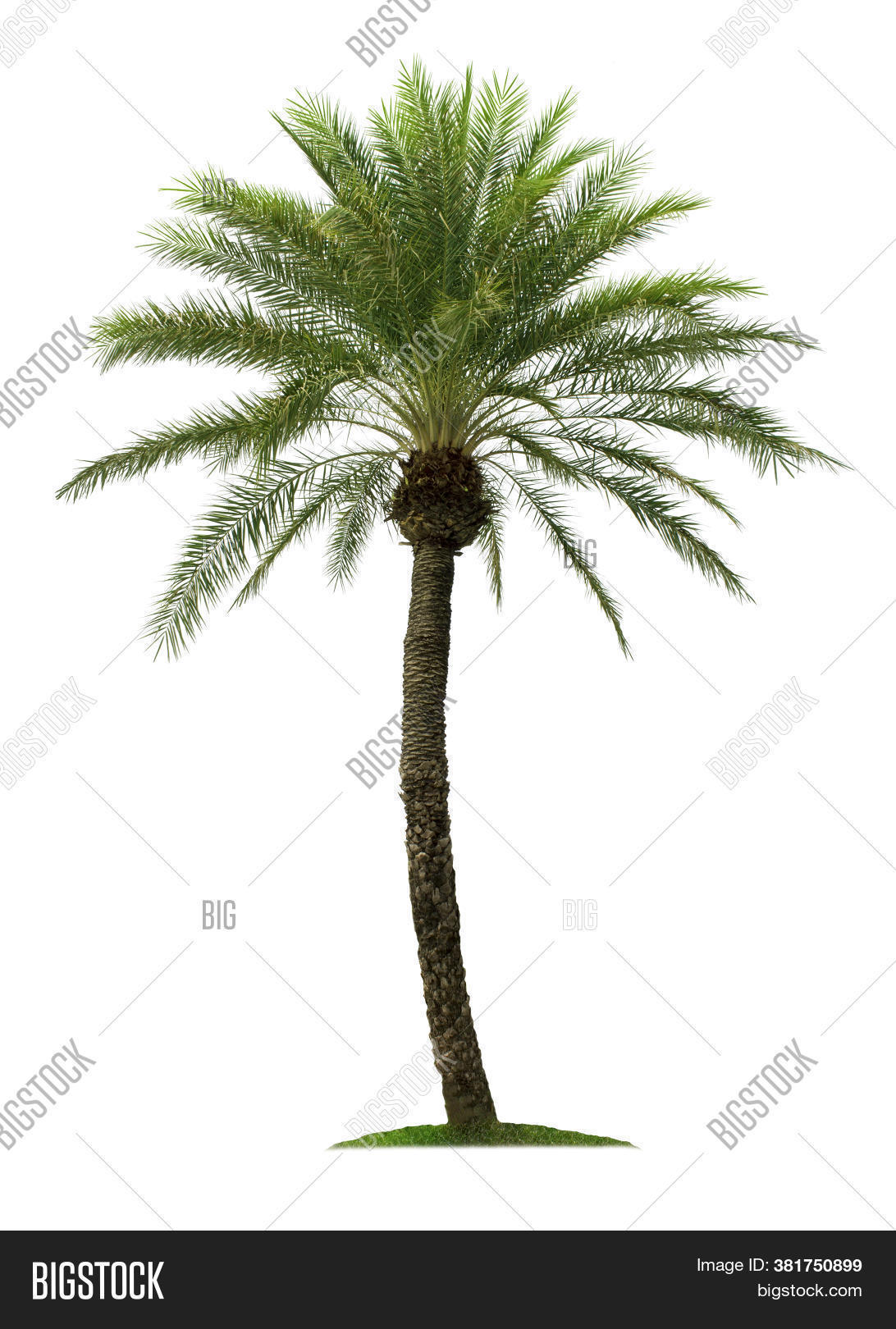 Palm Tree Isolated On Image & Photo (Free Trial) | Bigstock