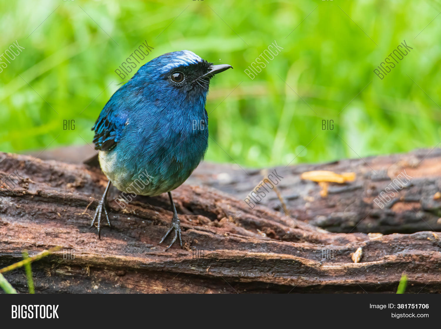 Beautiful Blue Color Image & Photo (Free Trial) | Bigstock