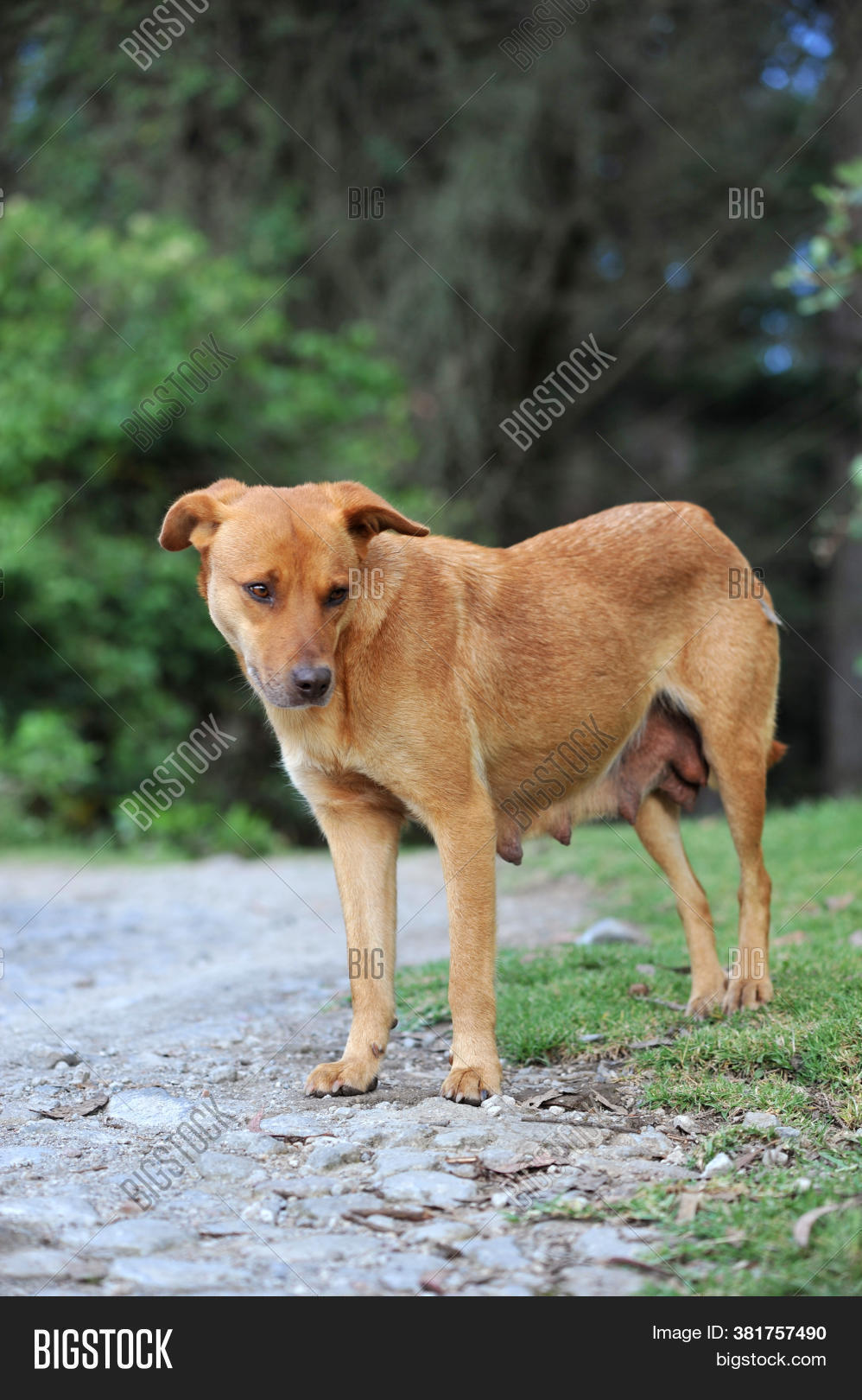 Dog Mom. Lactating Big Image & Photo (Free Trial) | Bigstock