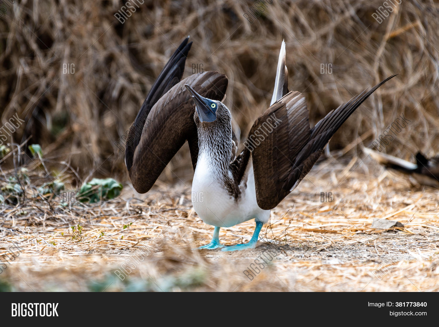 Blue-footed Booby ( Image & Photo (Free Trial) | Bigstock