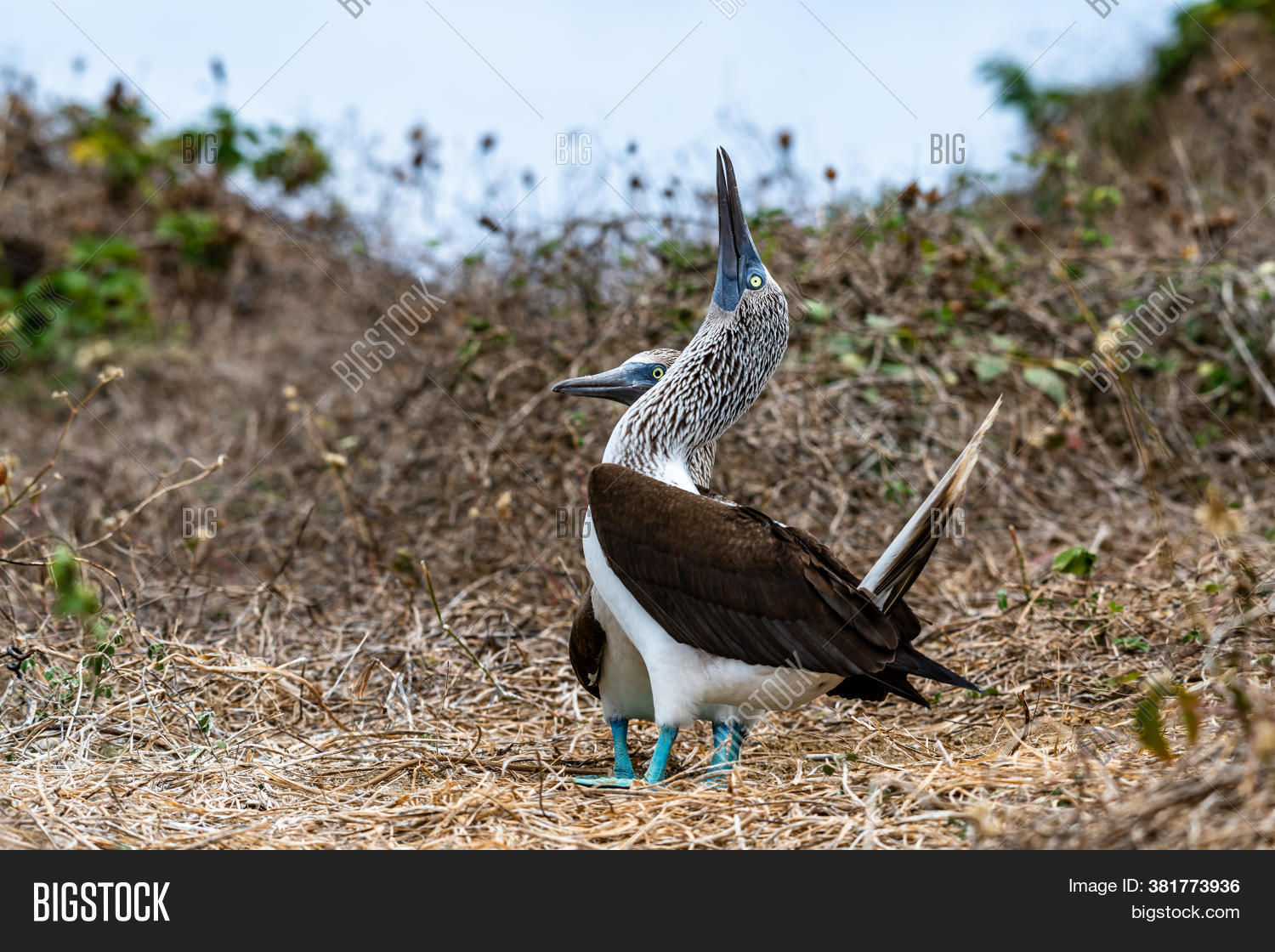 Blue-footed Booby ( Image & Photo (Free Trial) | Bigstock