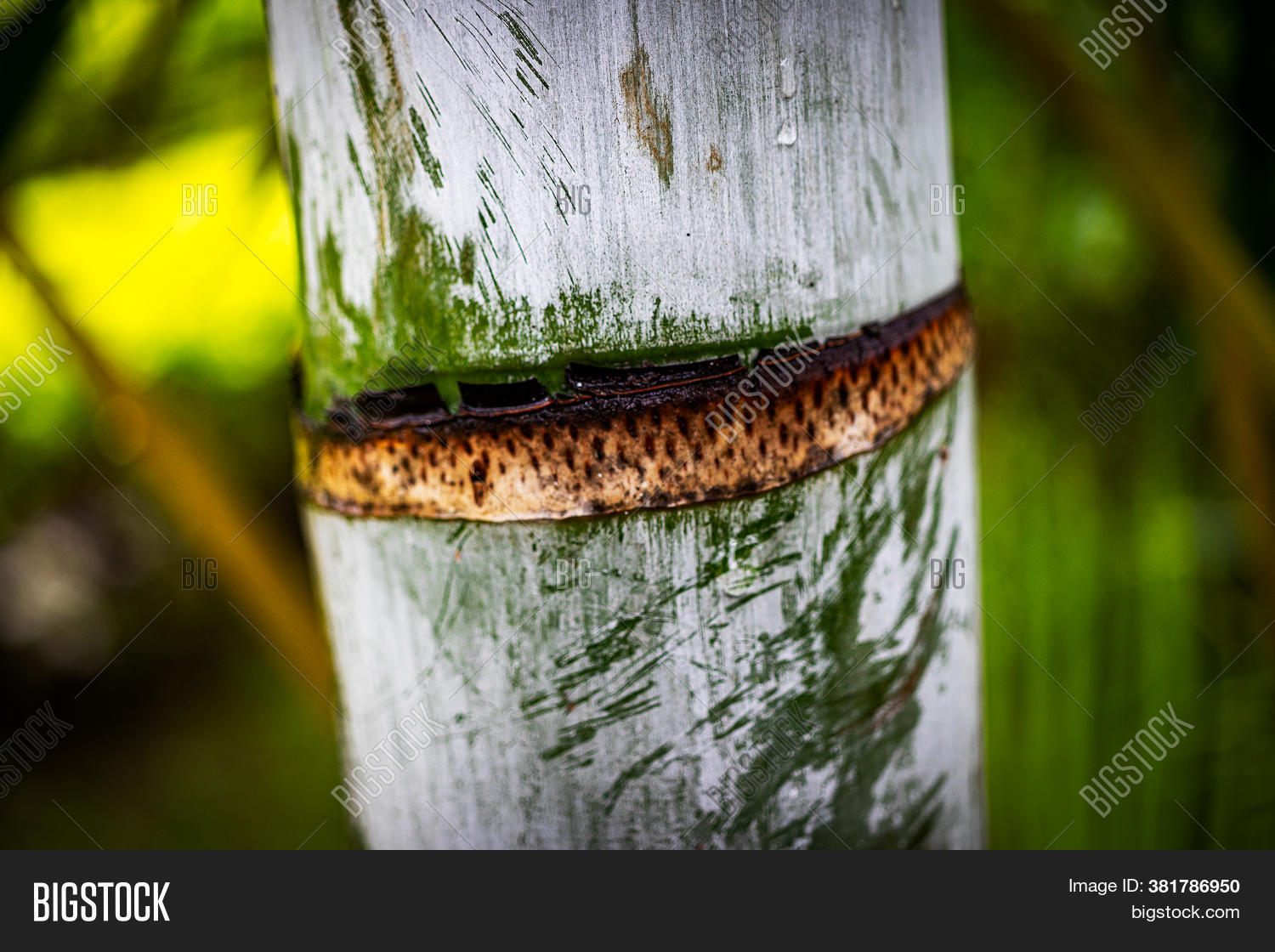 Growing Bamboo Tree Image & Photo (Free Trial) | Bigstock