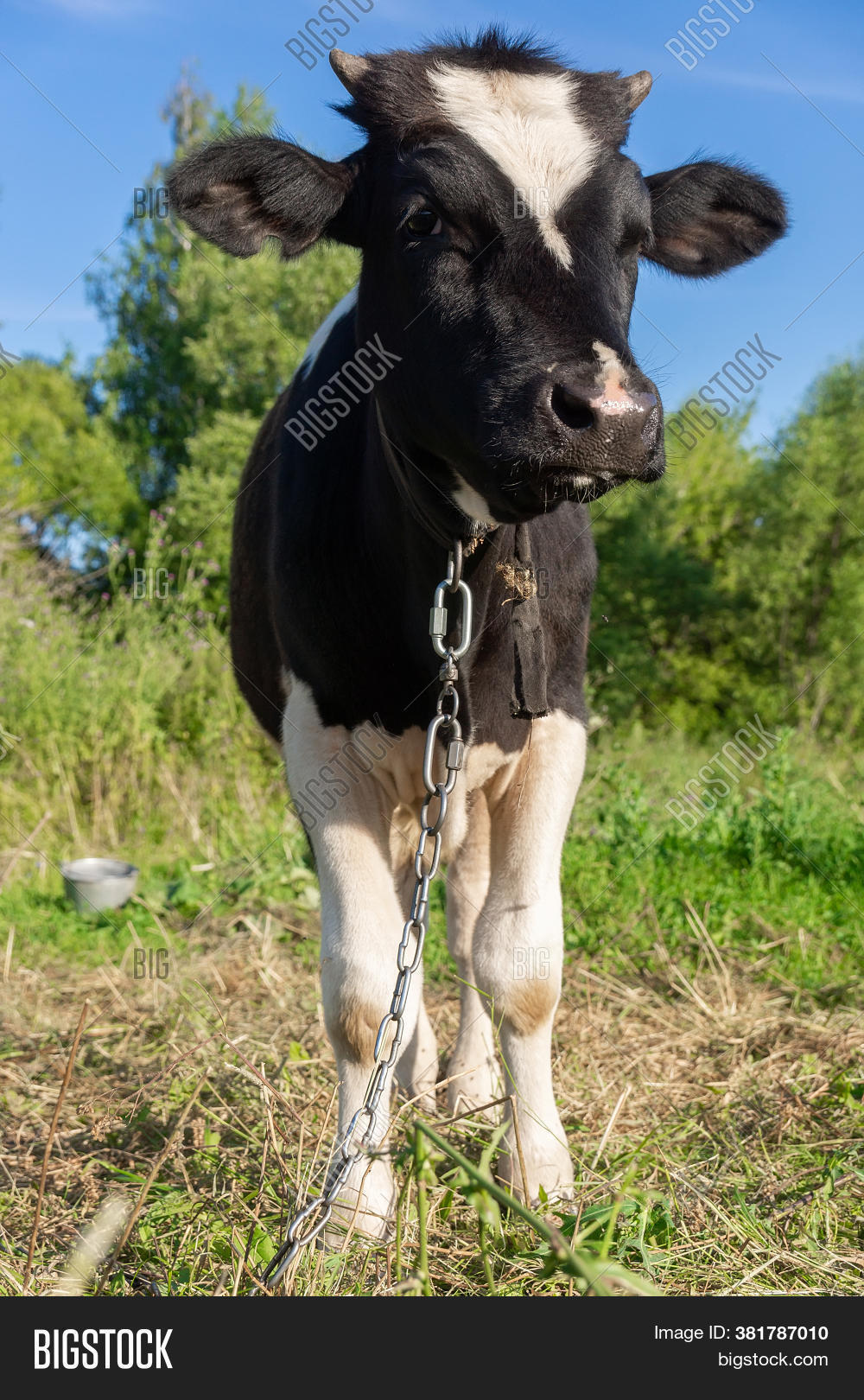 Black Angus Heifer Image & Photo (Free Trial) | Bigstock