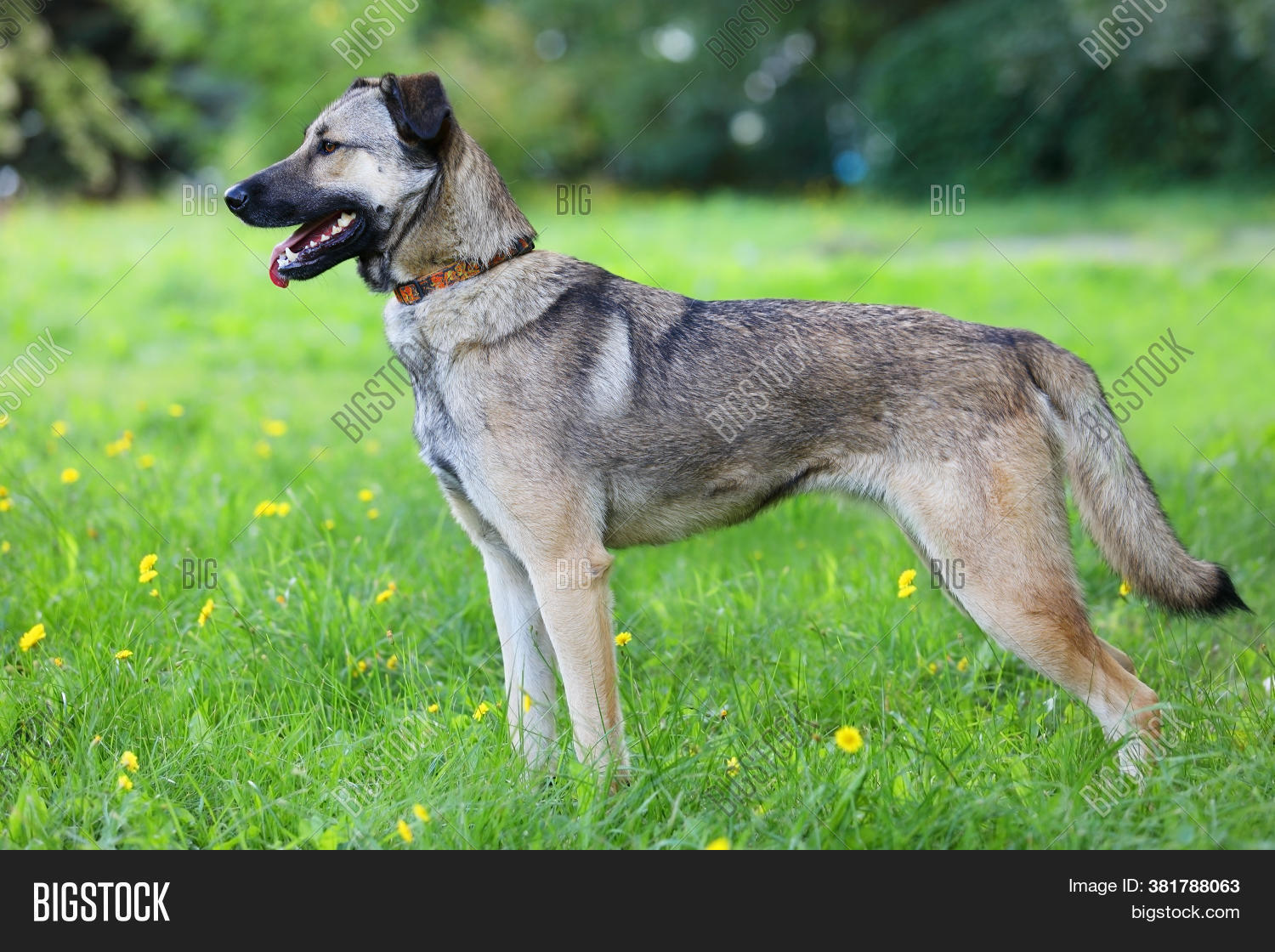 Nice Mongrel Dog Mouth Image & Photo (Free Trial) | Bigstock