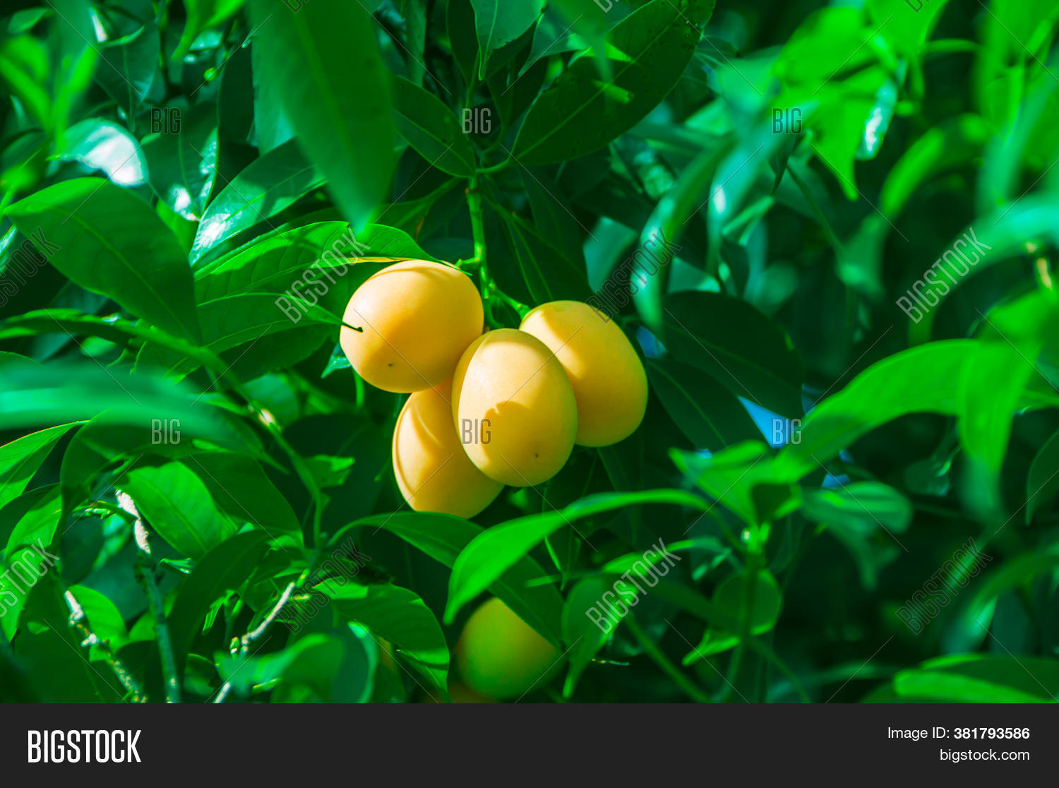 Plum Mango Tropical Image & Photo (Free Trial) | Bigstock