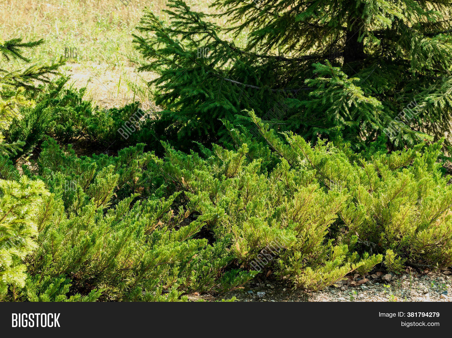 Low Bushes Different Image & Photo (Free Trial) | Bigstock