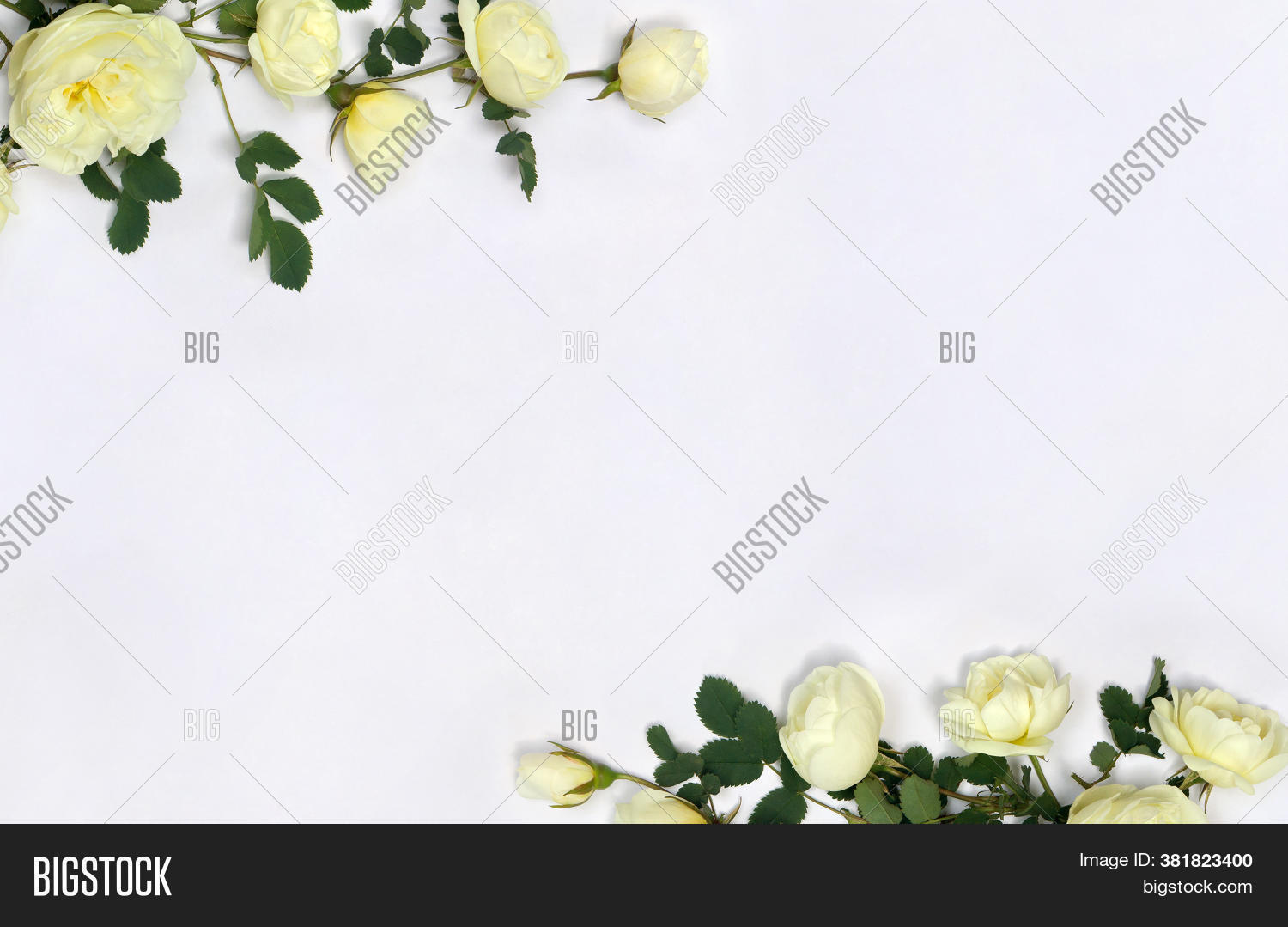Beautiful Frame White Image & Photo (Free Trial) | Bigstock