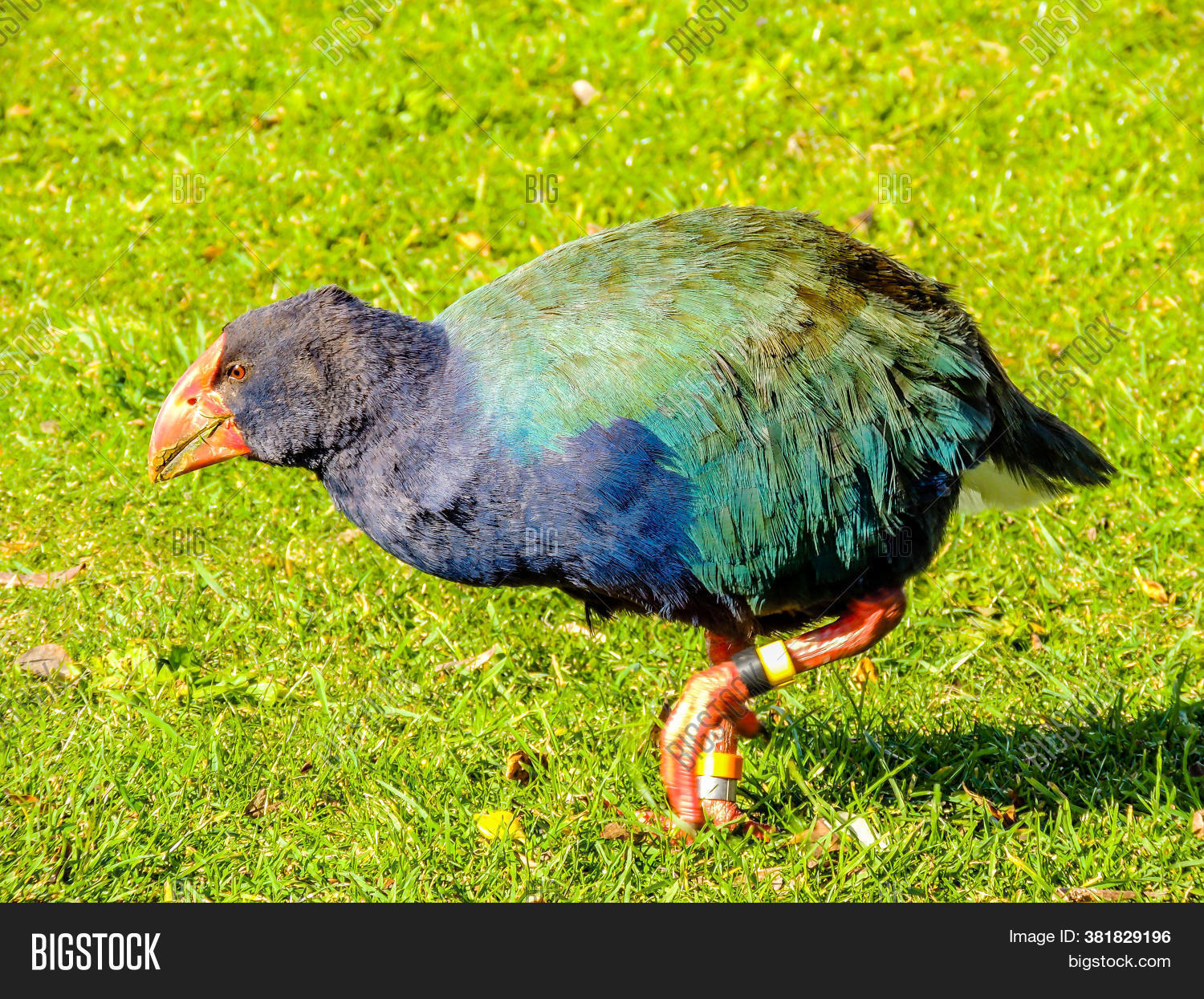 South Island Takahe Image & Photo (Free Trial) | Bigstock