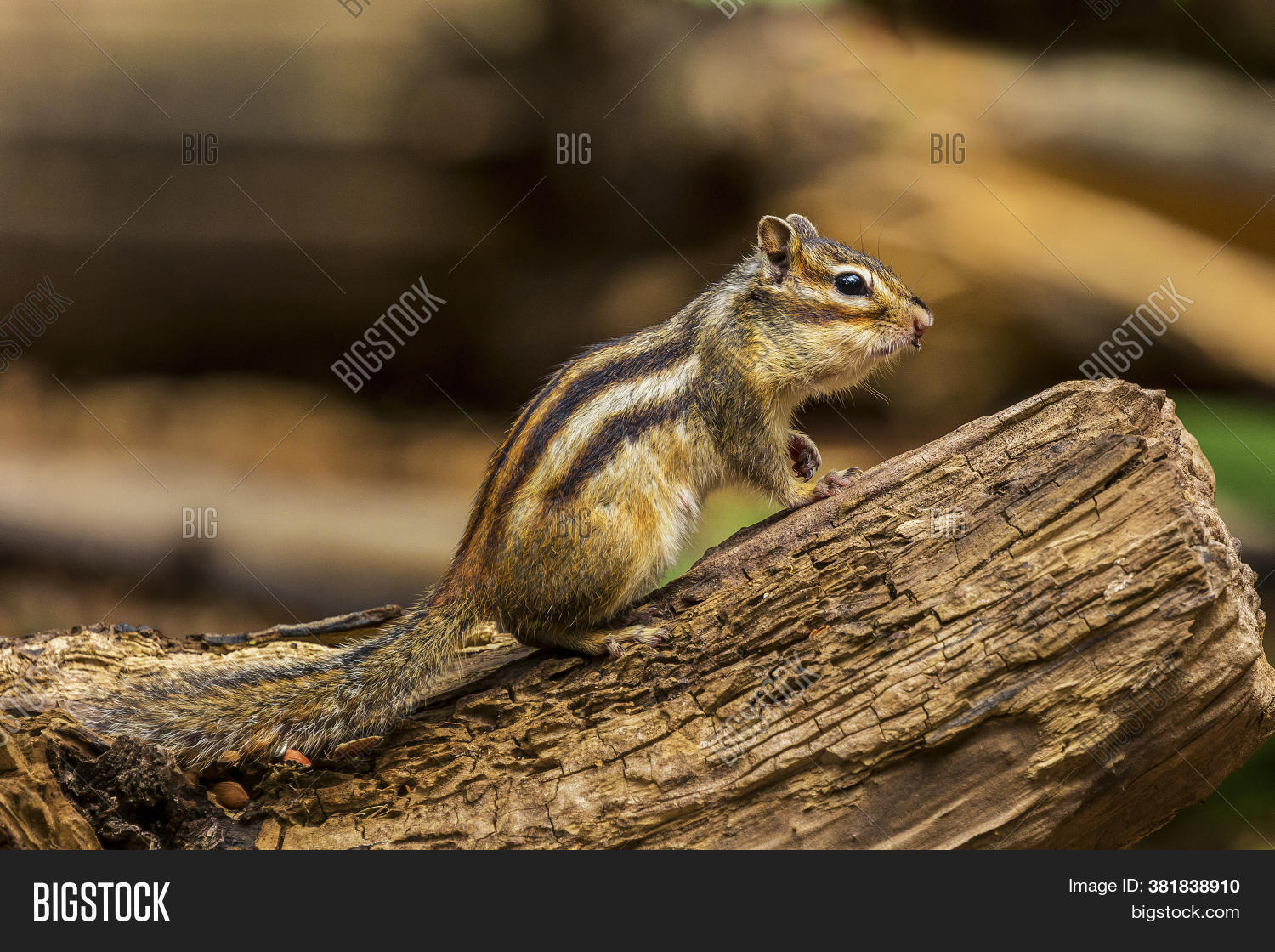 Siberian Chipmunk Image & Photo (Free Trial) | Bigstock