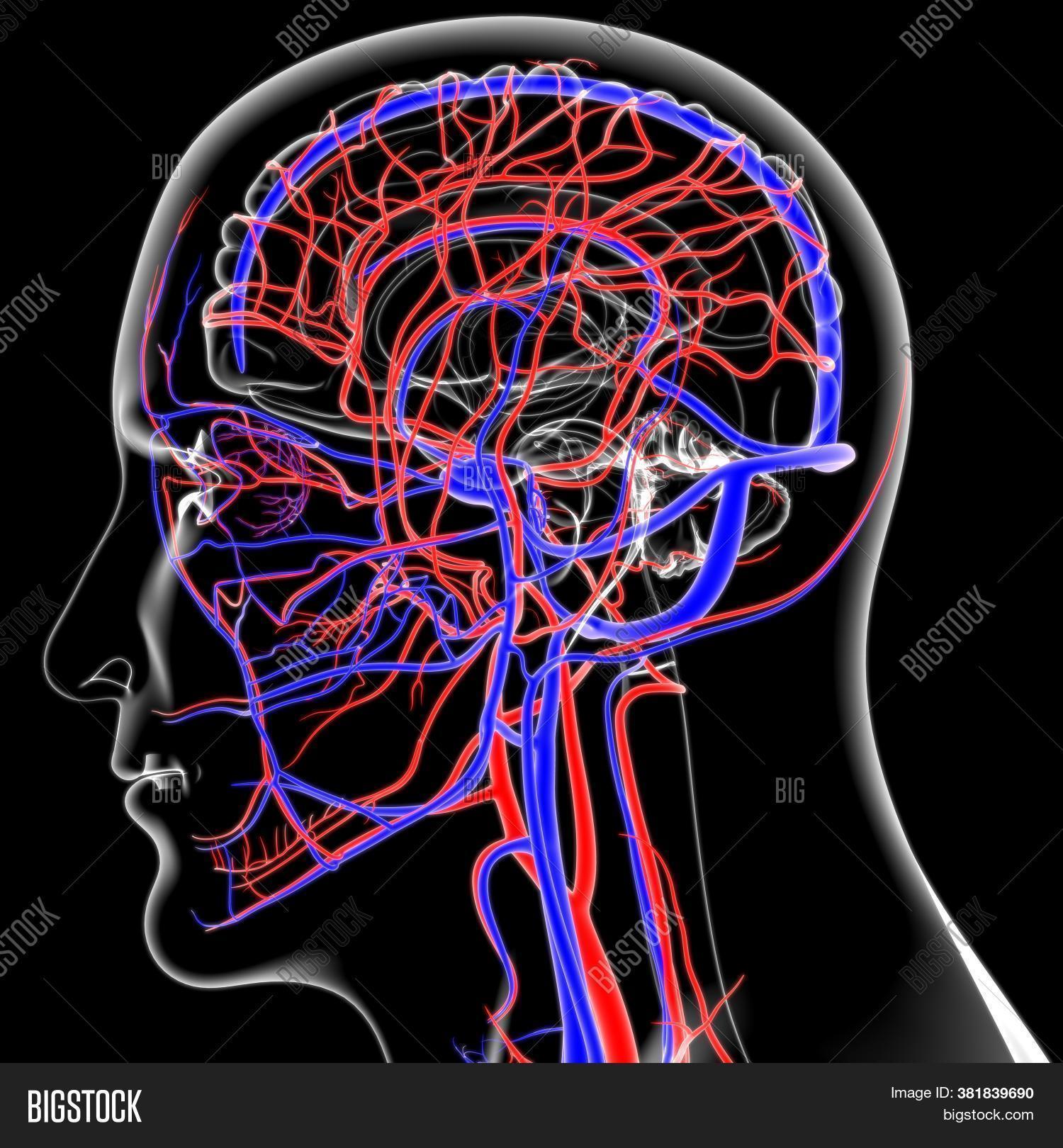Human Arteries Veins Image & Photo (Free Trial) | Bigstock