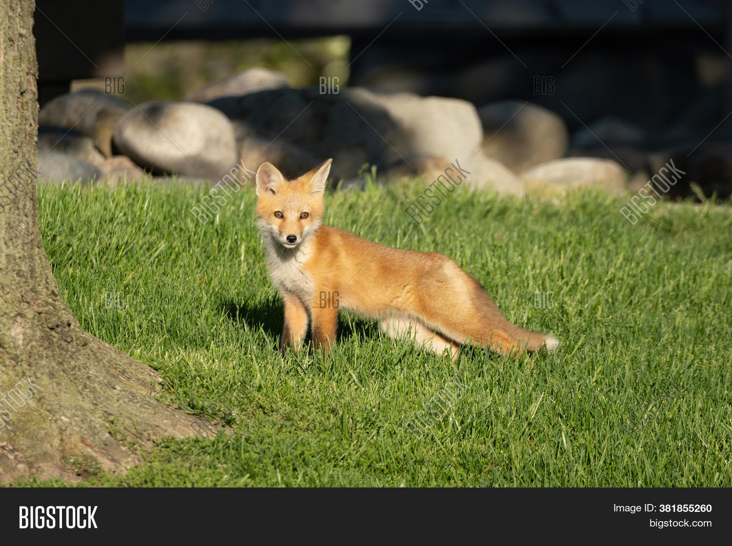 Red Fox Pups Explore Image & Photo (Free Trial) | Bigstock