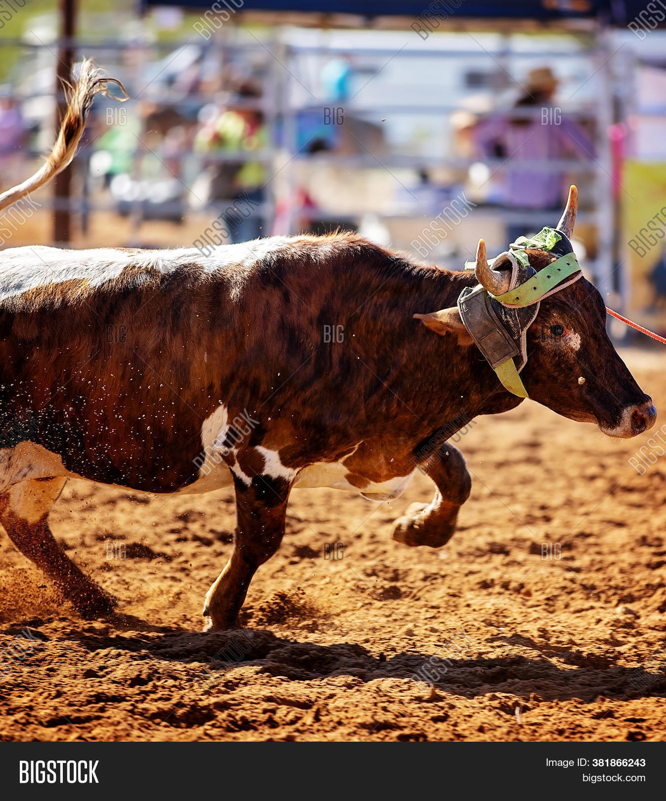 Calf Being Lassoed Image & Photo (Free Trial) | Bigstock