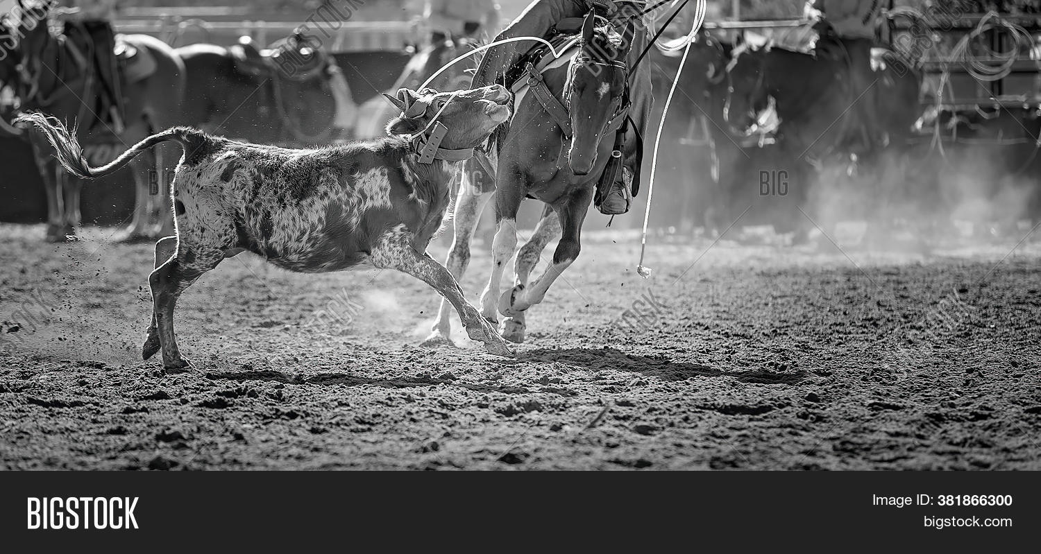 Calf Being Lassoed Image & Photo (Free Trial) | Bigstock