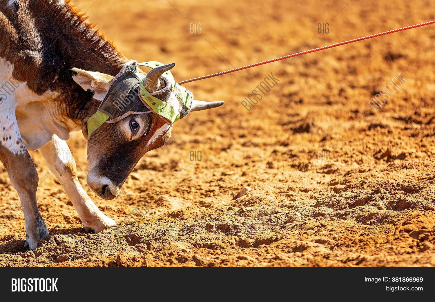 Calf Being Lassoed Image & Photo (Free Trial) | Bigstock