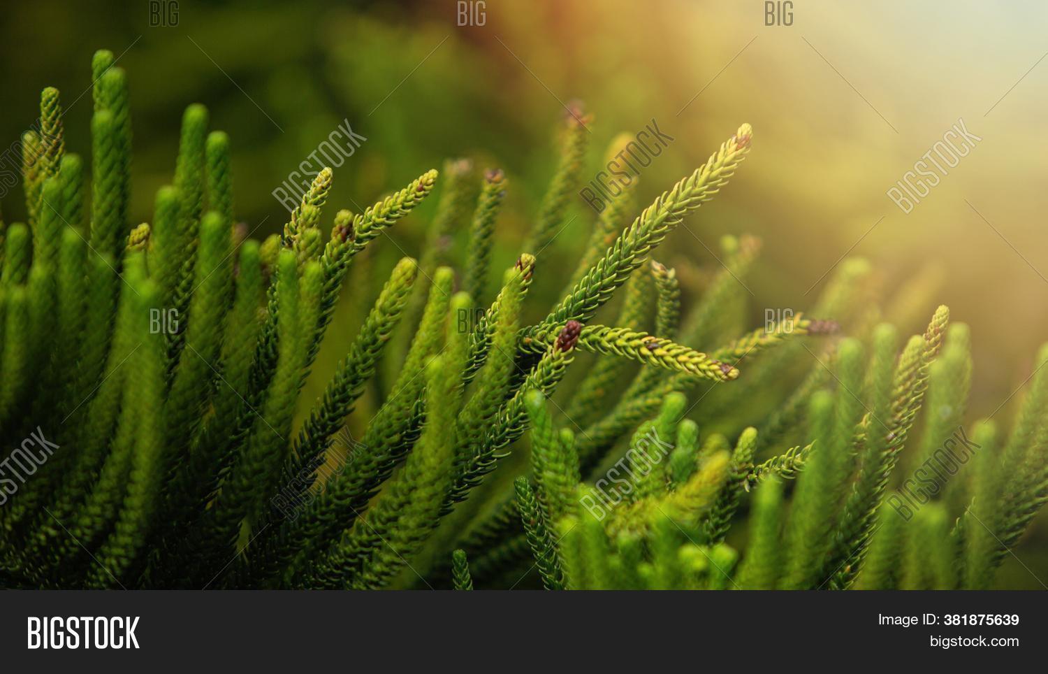 Close Plant. High Image & Photo (Free Trial) | Bigstock