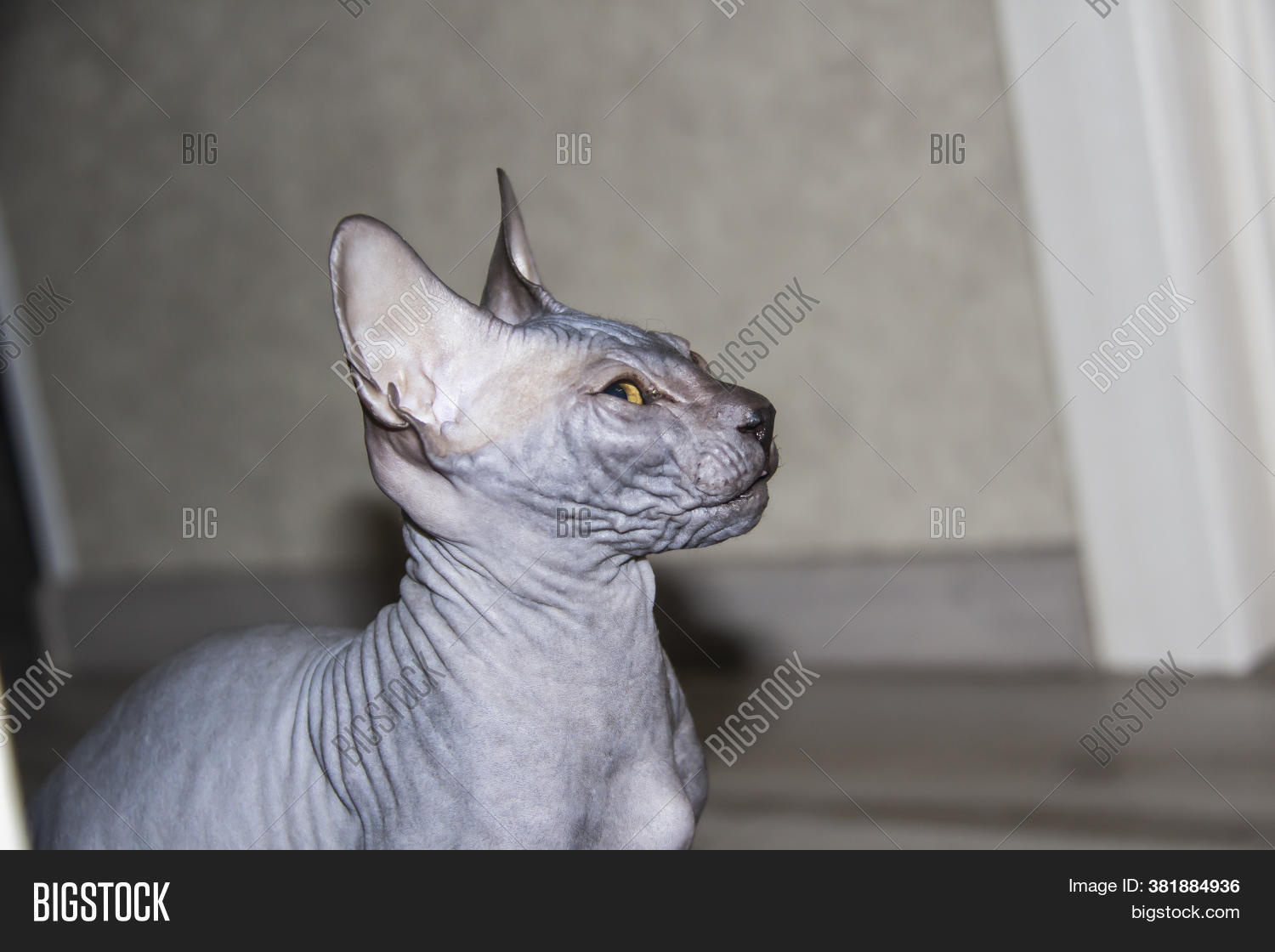 Gray Sphynx Hairless Image & Photo (Free Trial) | Bigstock