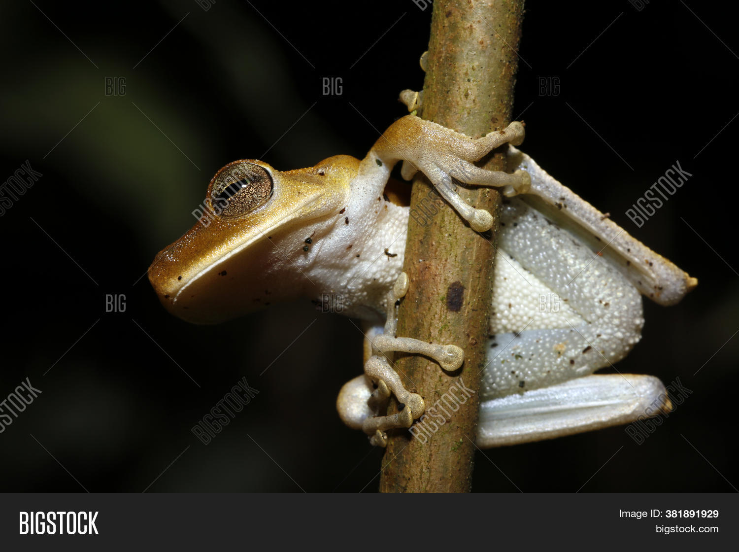 Tree Frog On Branch. Image & Photo (Free Trial) | Bigstock