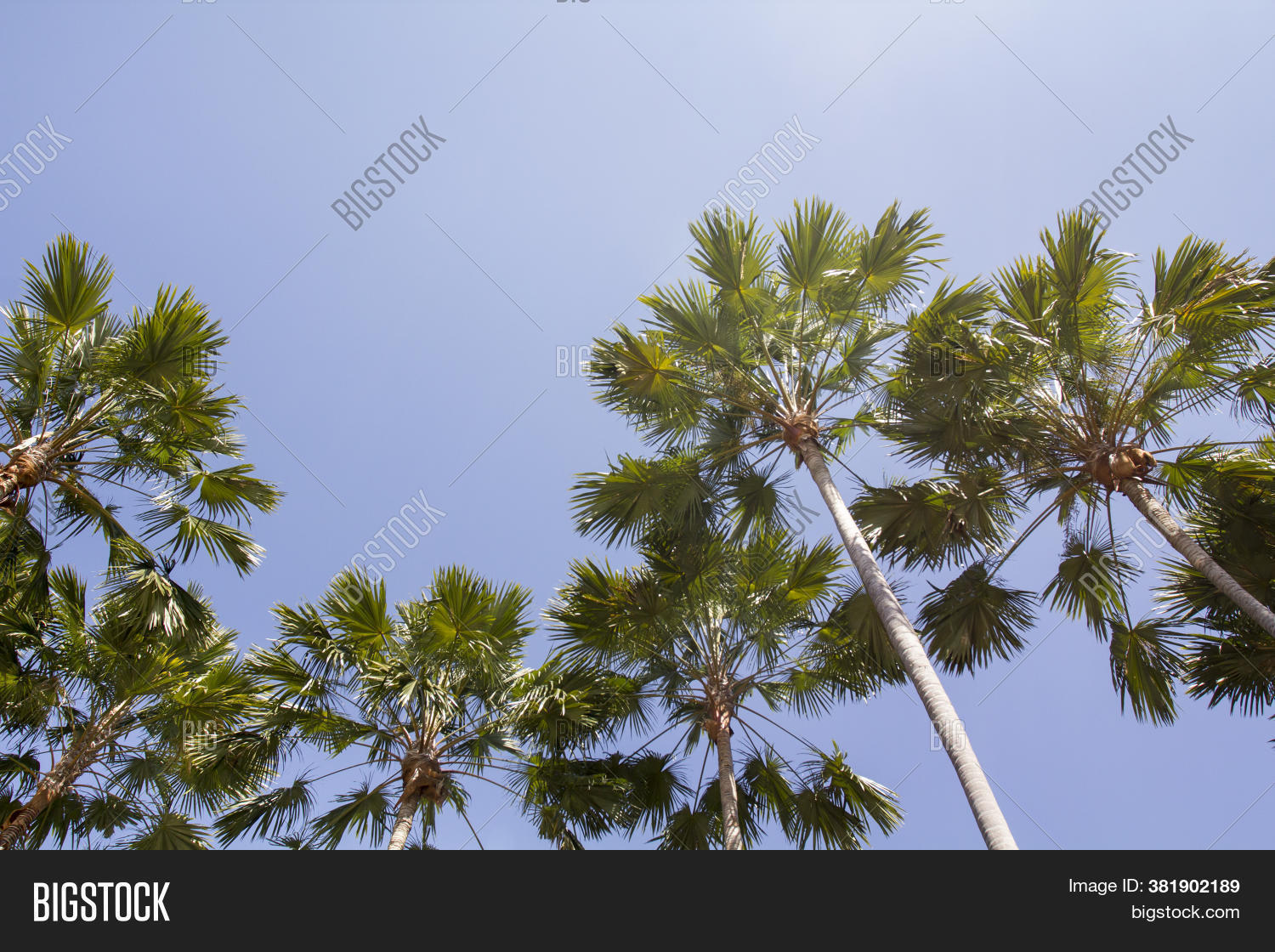 Java Palm Livistona Image & Photo (Free Trial) | Bigstock