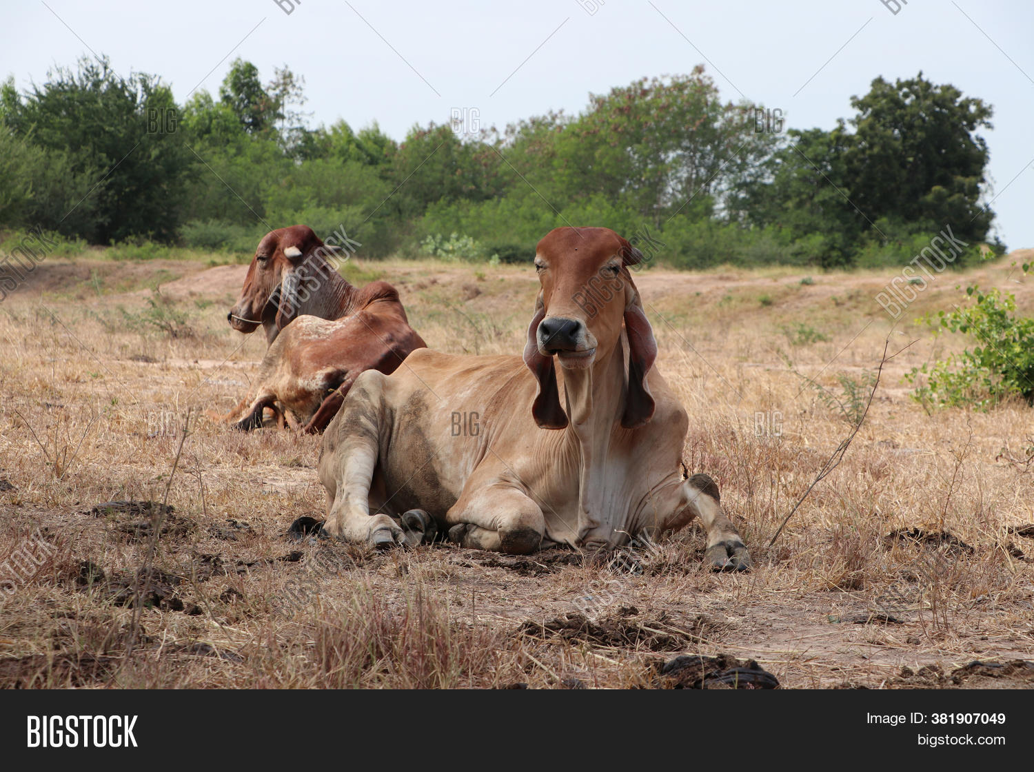 Two Cows Laying Down Image & Photo (Free Trial) | Bigstock