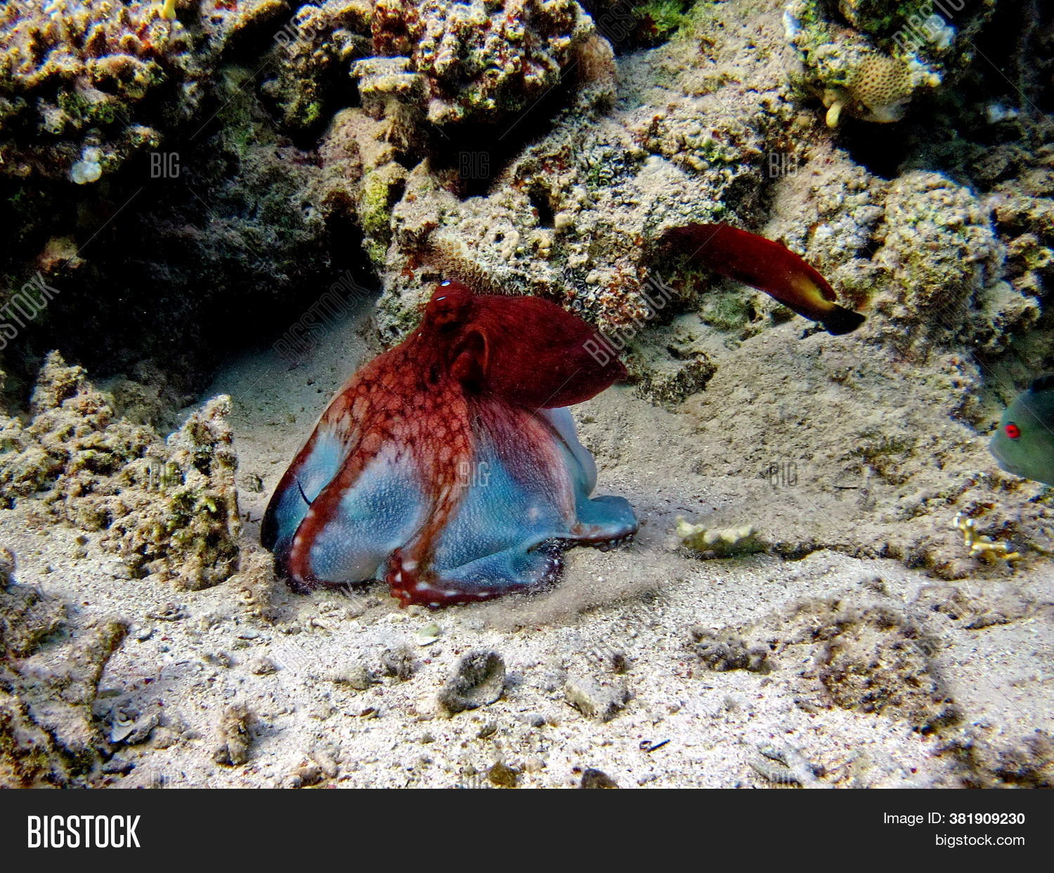 Octopus. Big Blue Image & Photo (Free Trial) | Bigstock