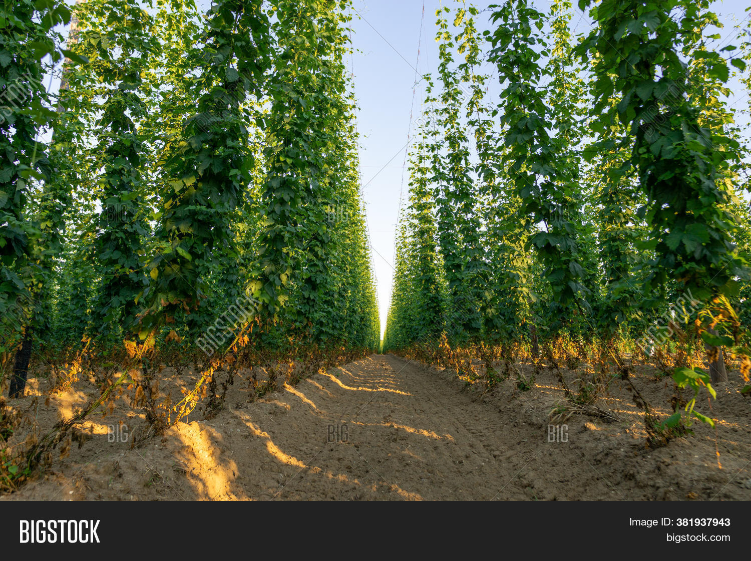 Green Hops Field. Image & Photo (Free Trial) | Bigstock