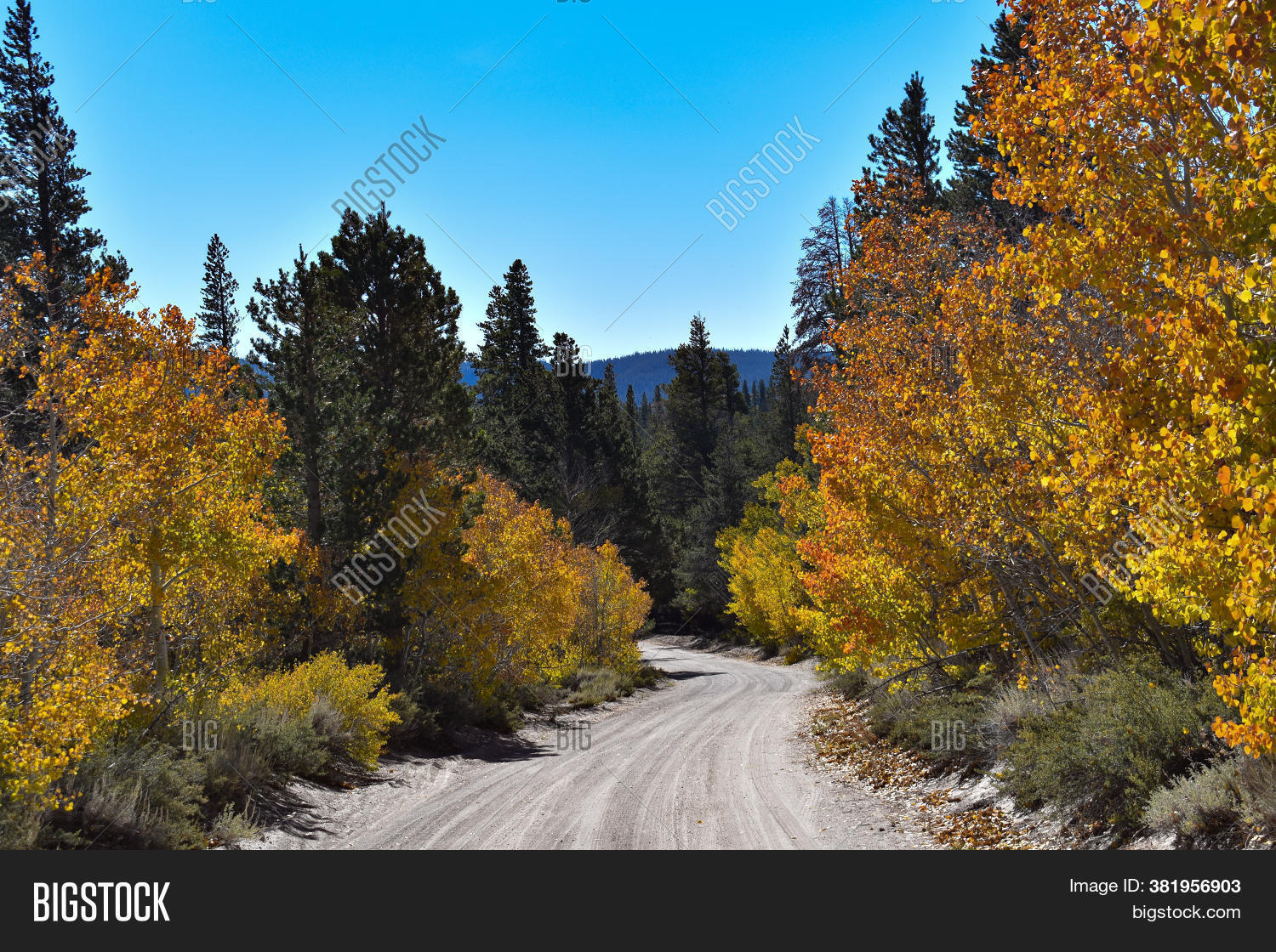 Searching Fall Colors Image & Photo (Free Trial) | Bigstock