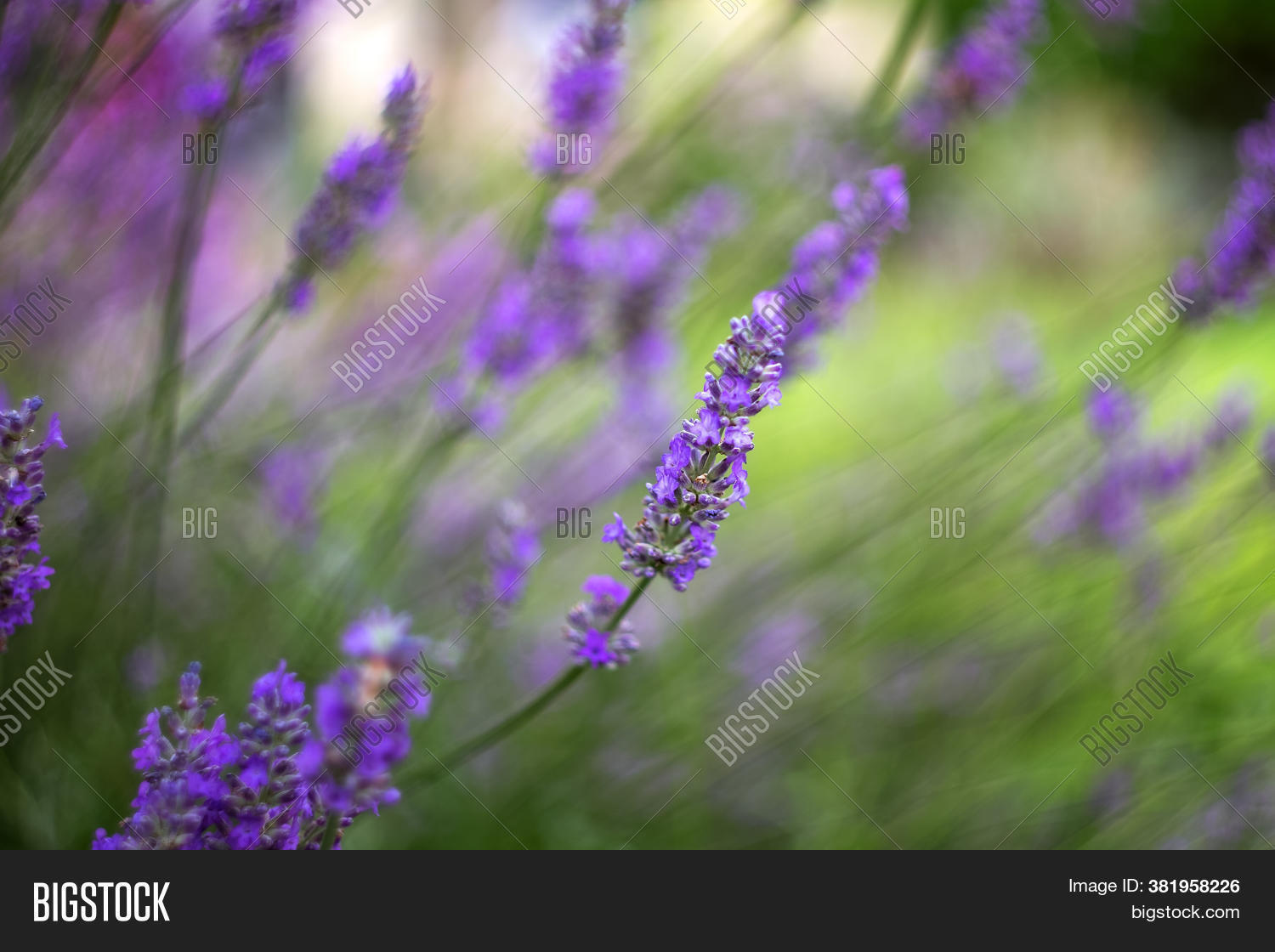 Lavender Close-. Image & Photo (Free Trial) | Bigstock