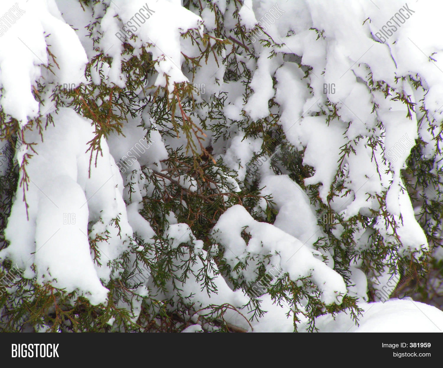 Eastern Red Cedar Image & Photo (Free Trial) | Bigstock