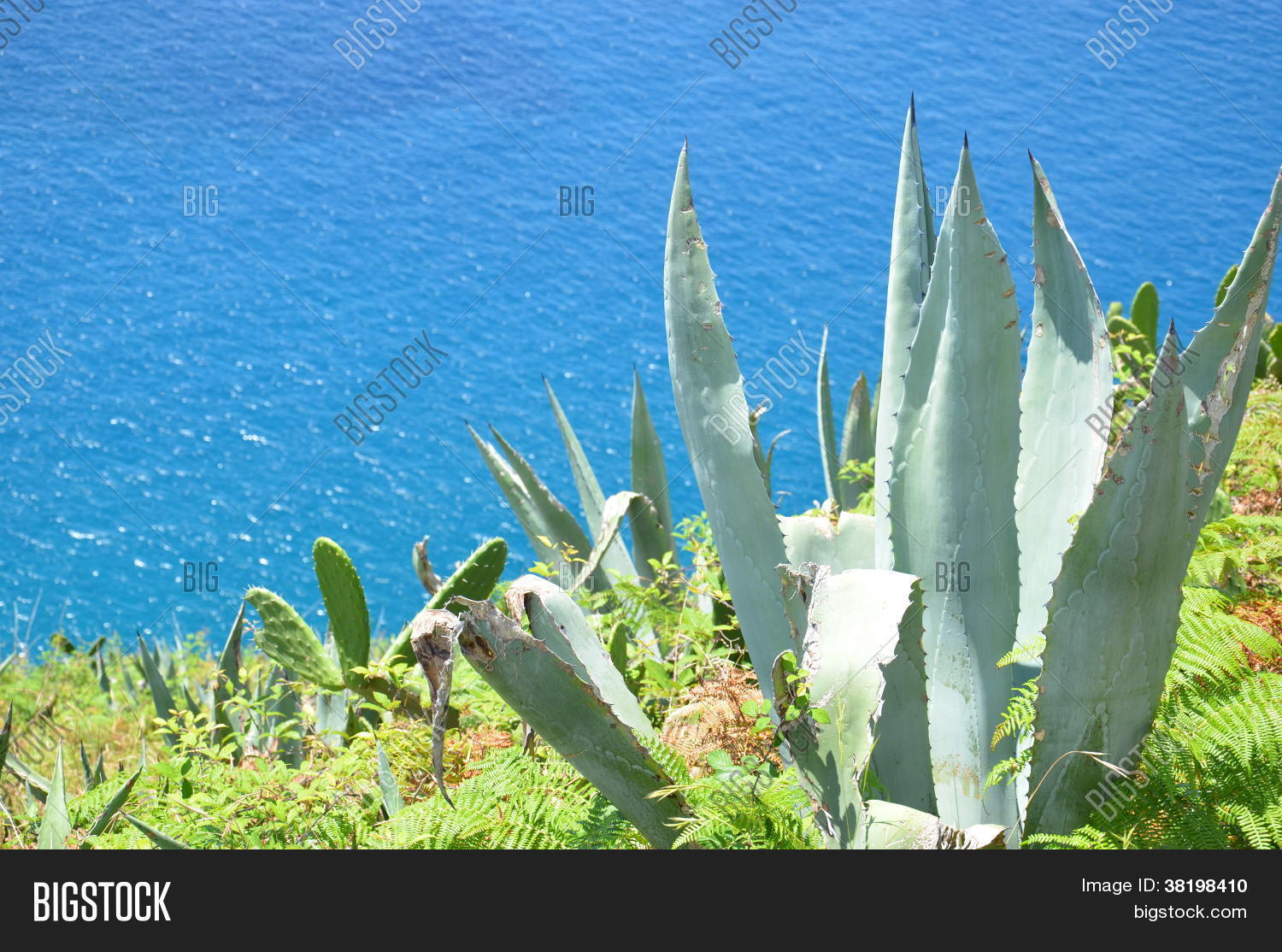Wild Aloe Vera Image & Photo (Free Trial) | Bigstock