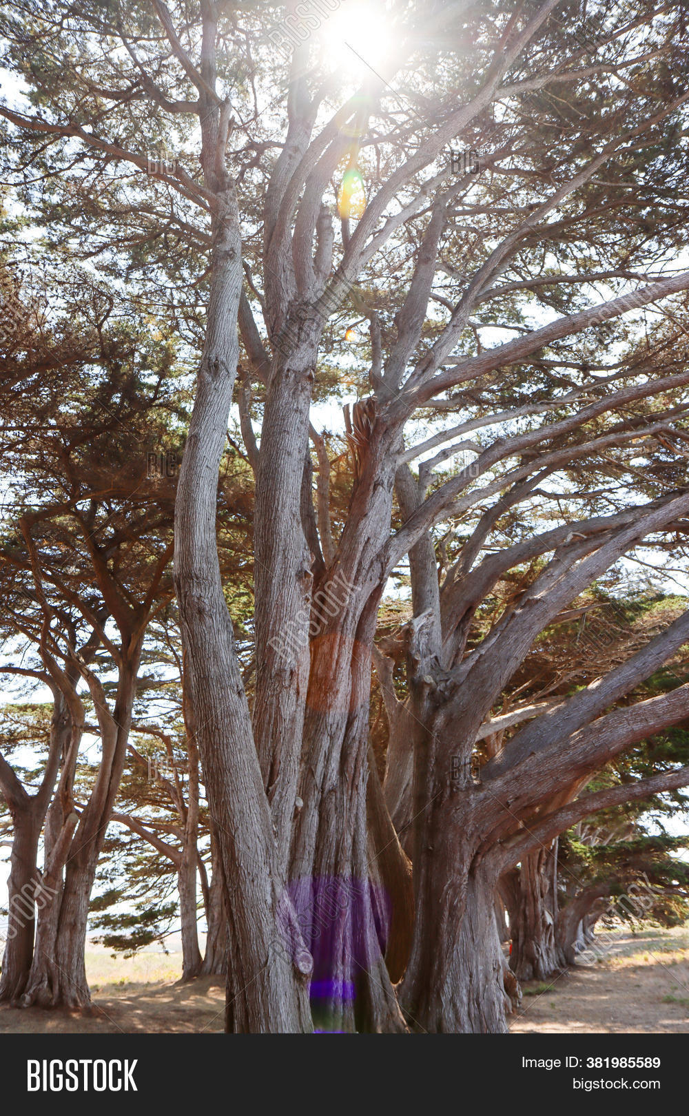 Cypress Tree Sun Image & Photo (Free Trial) | Bigstock