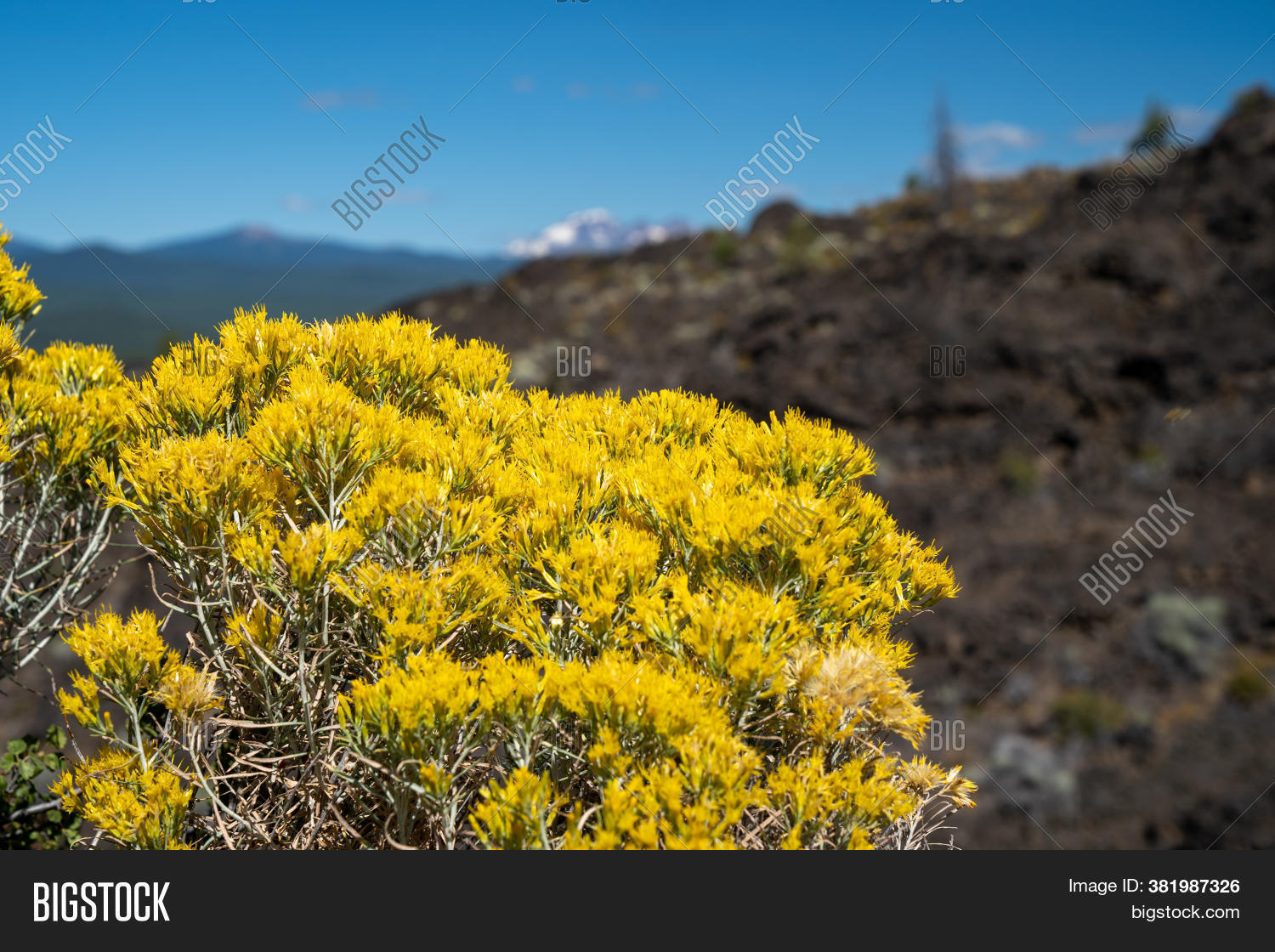 Rubber Rabbitbrush, Image & Photo (Free Trial) | Bigstock